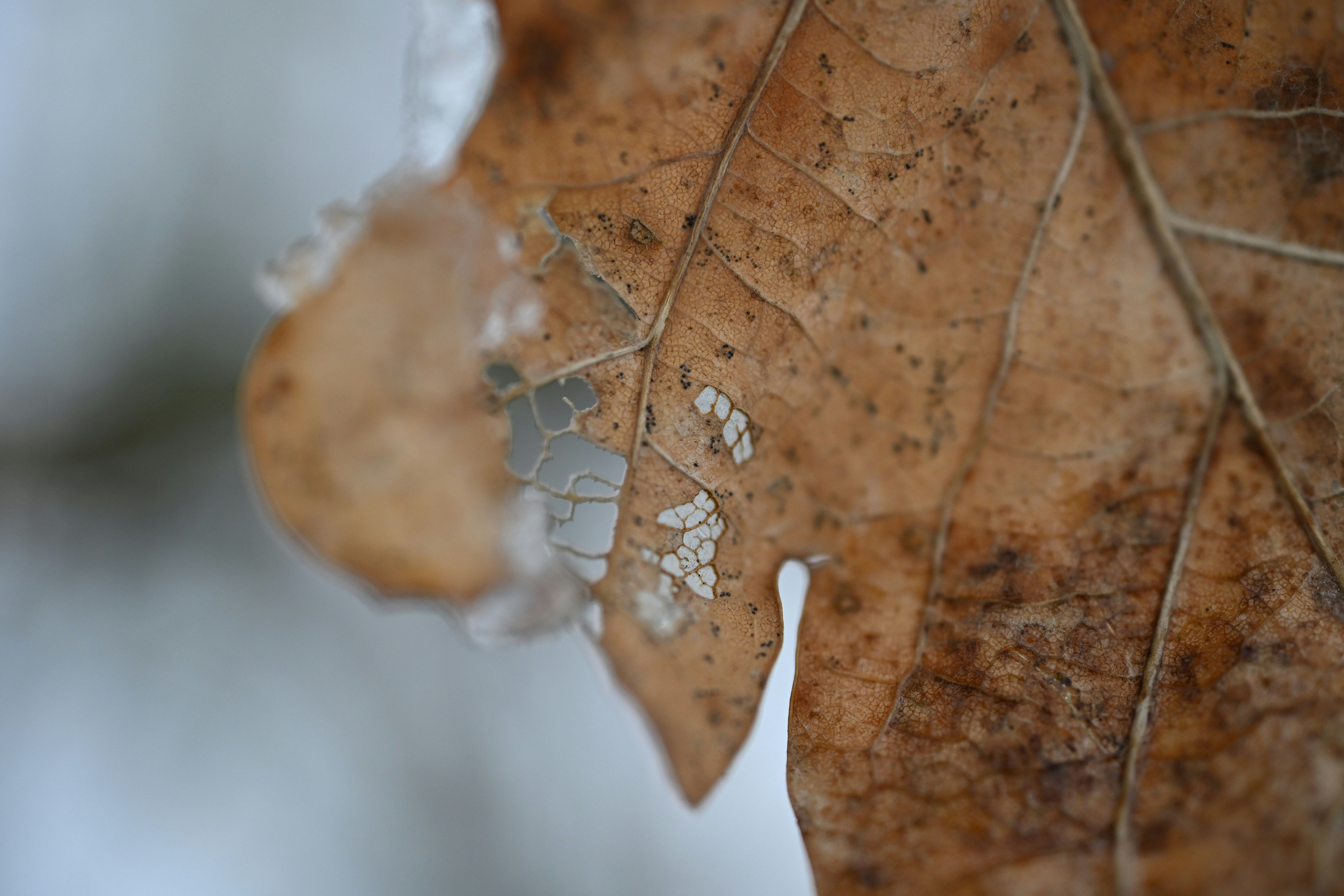 Withered Leaf Portrait: Delicate Veins and Frosted Edges in Soft Backlight