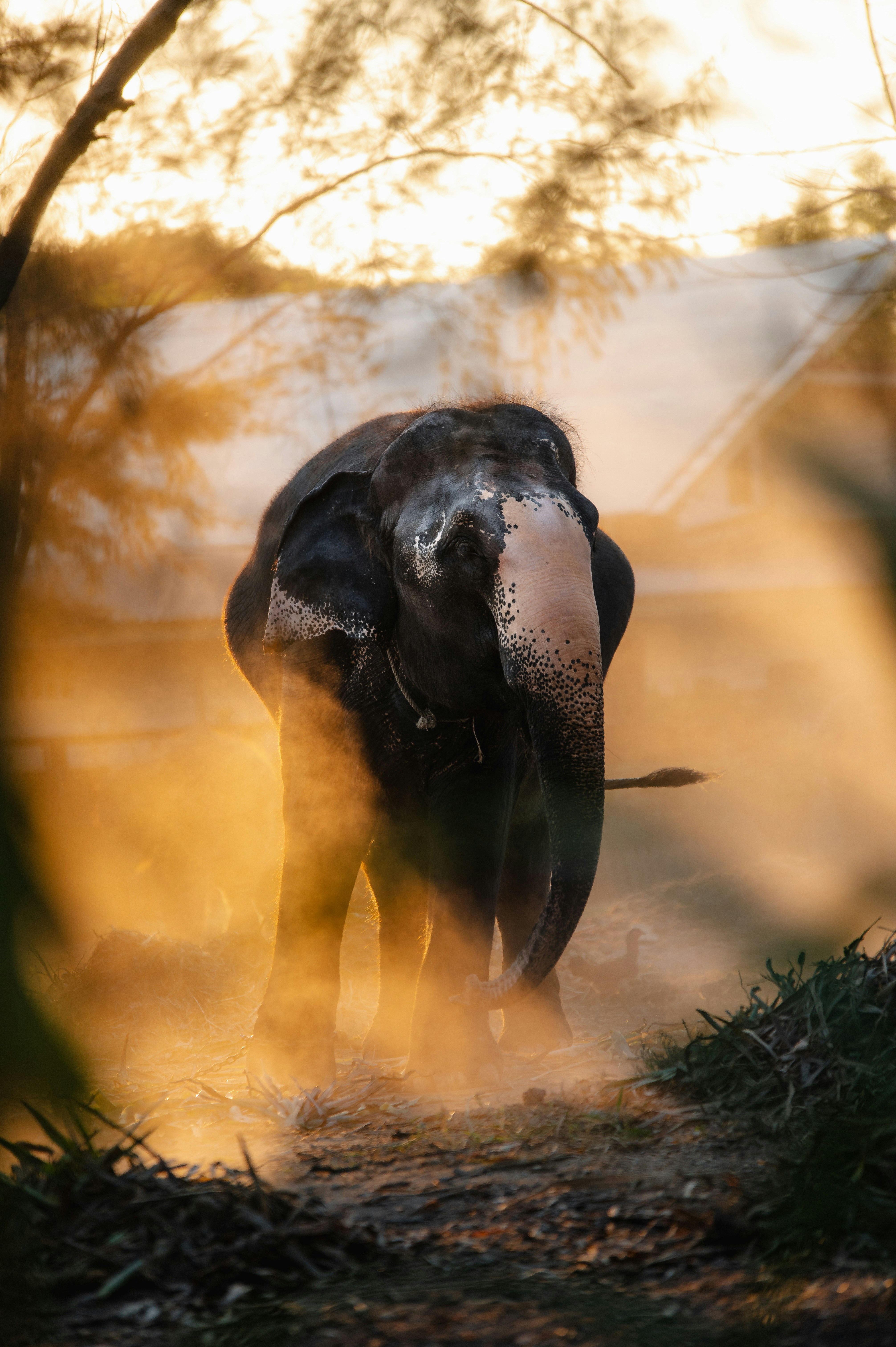 Golden Mist Walk: An Elephant in Backlit Dusk