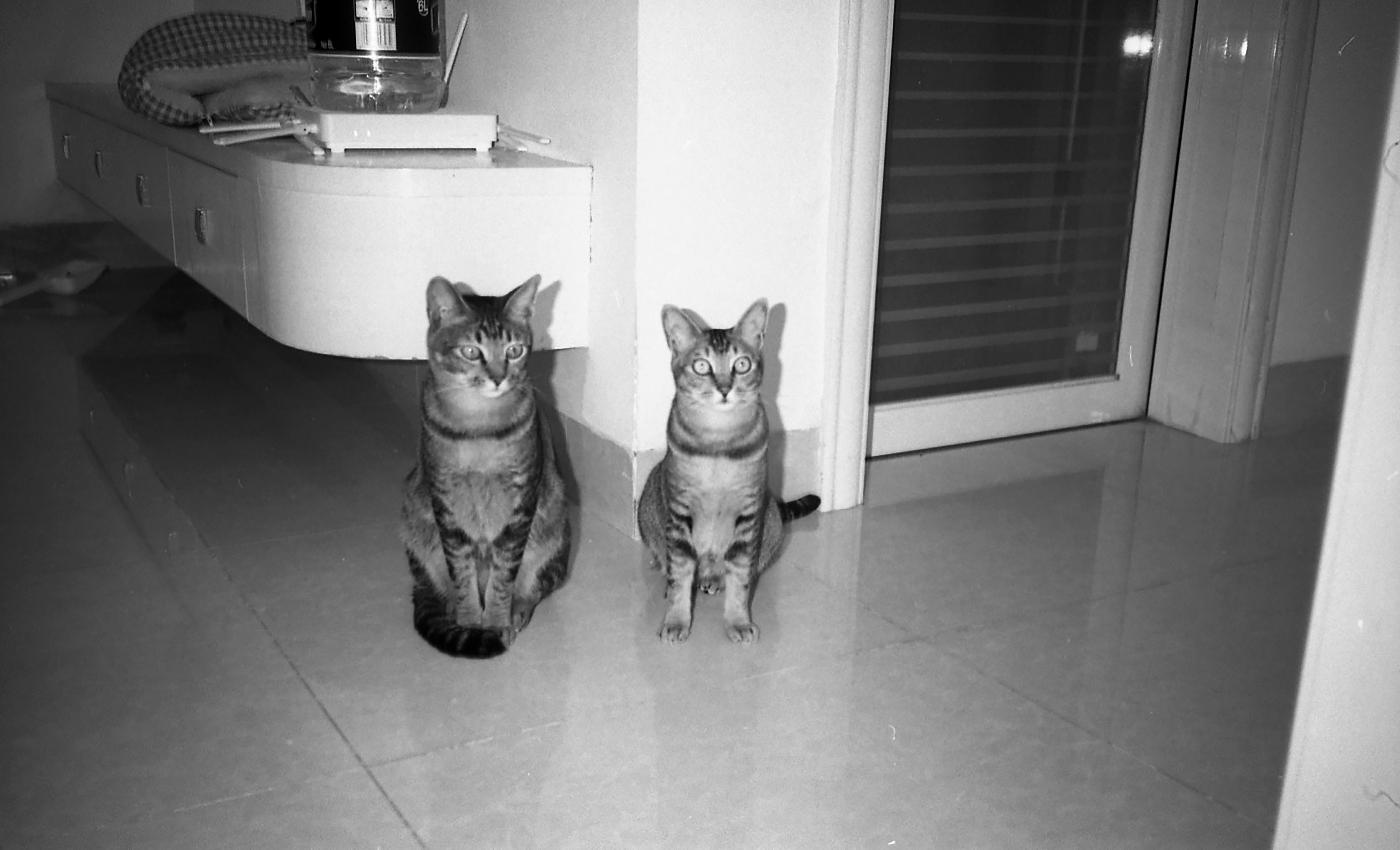 Two tabby cats sit on a tiled floor.