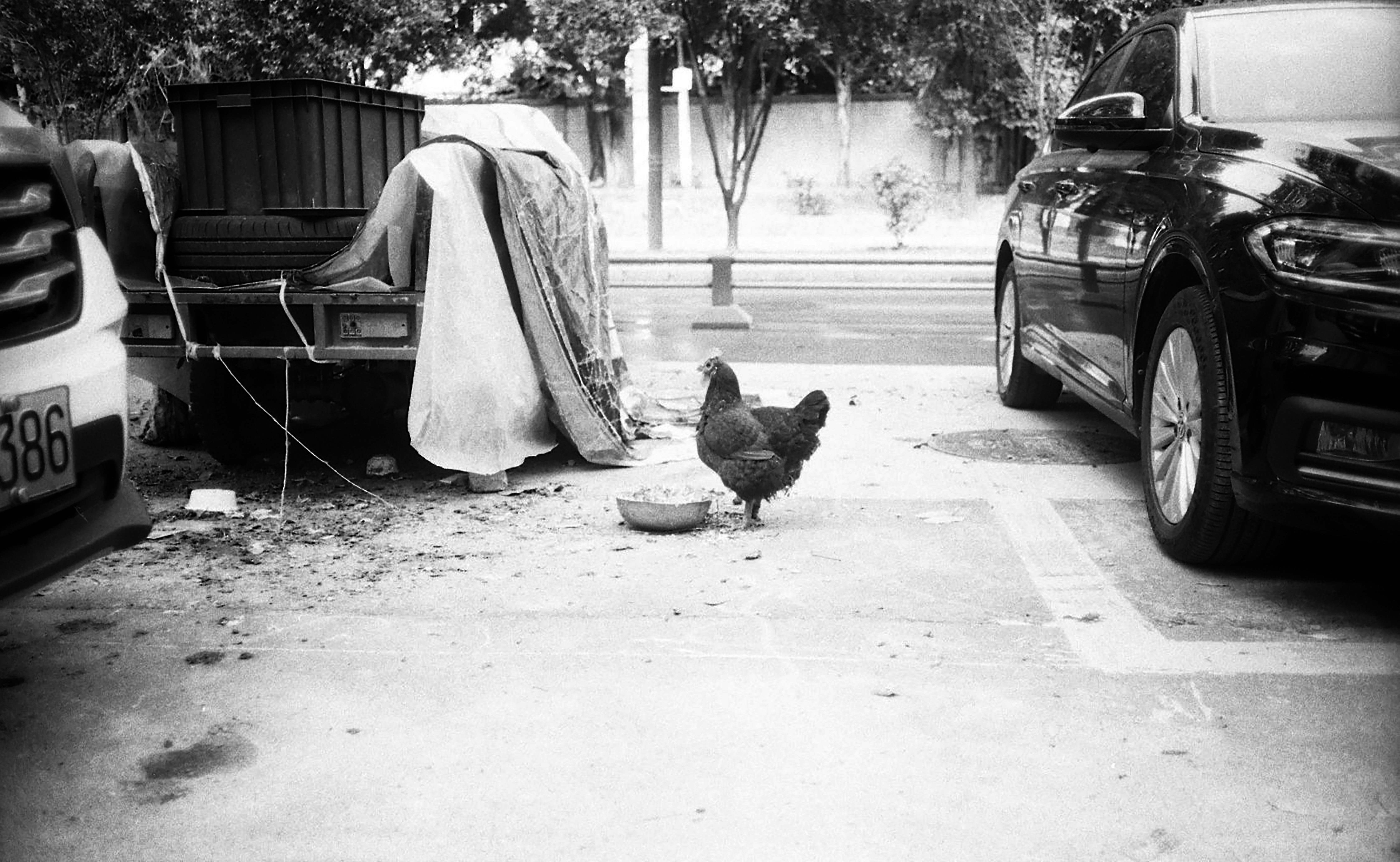 A chicken stands near a parked car and covered items.