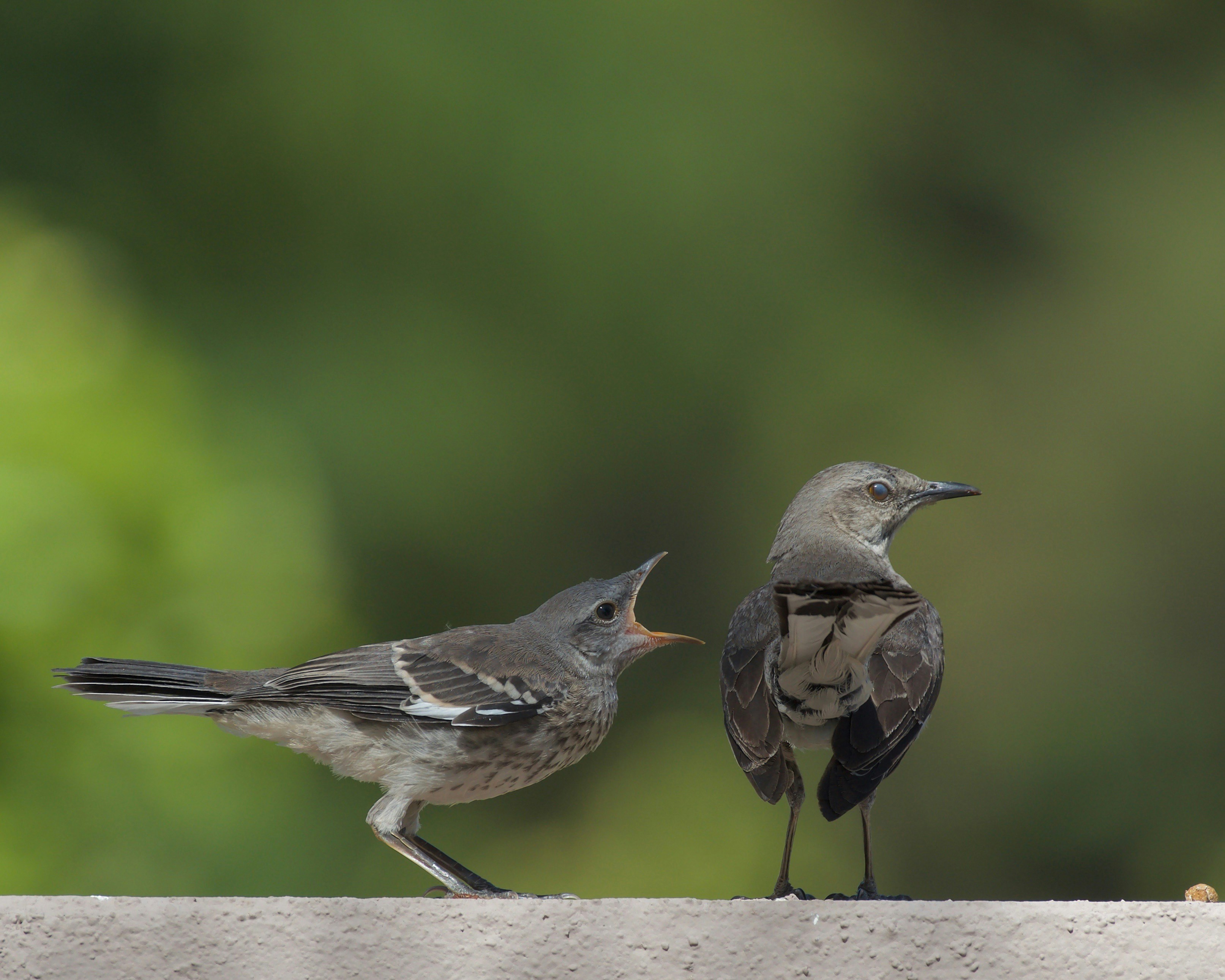 Echoes on the ledge: a juvenile and a fledgling call from a gray-feathered duo