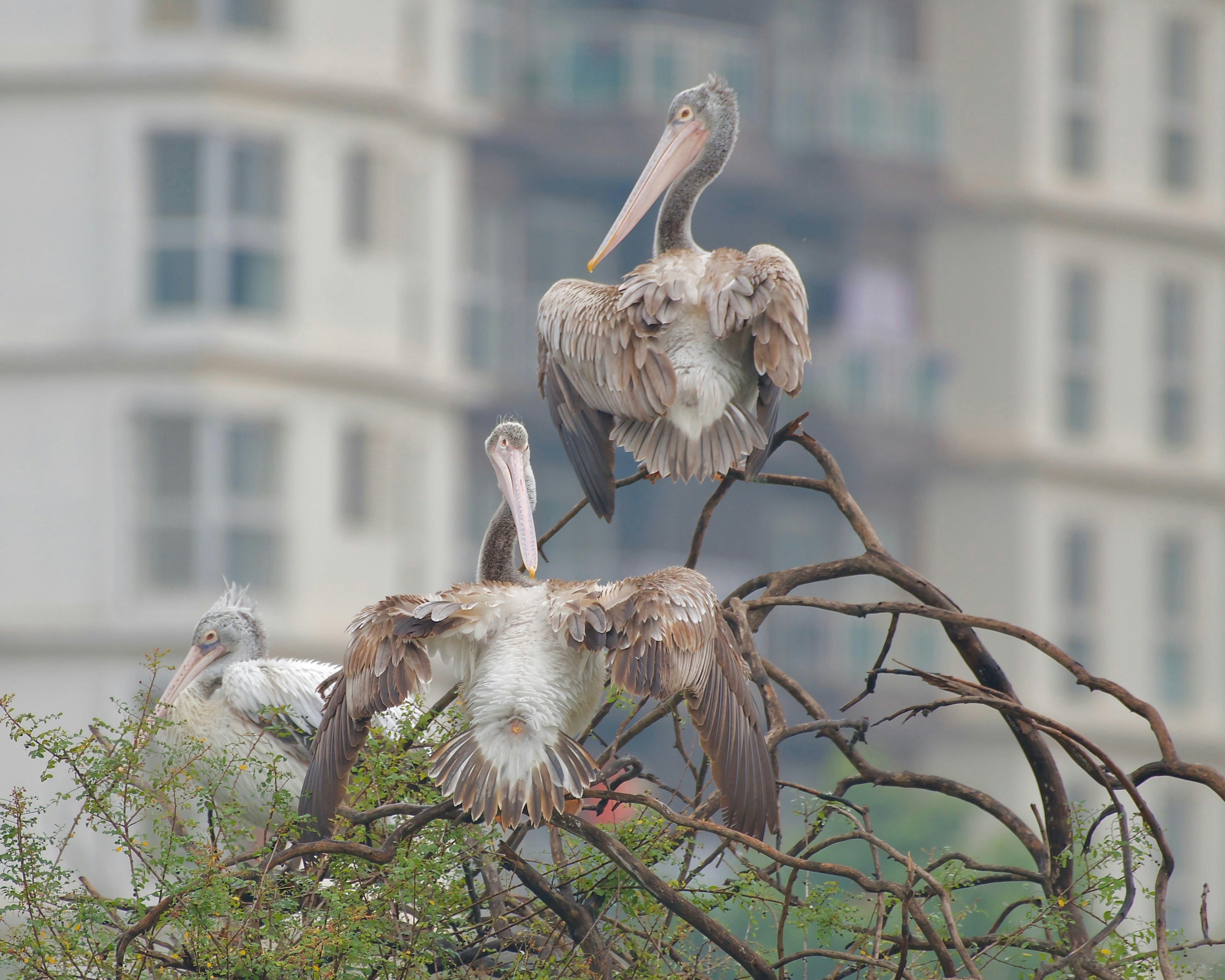 Urban Paddock Watch: Pelicans Rest on a Tangled Branch