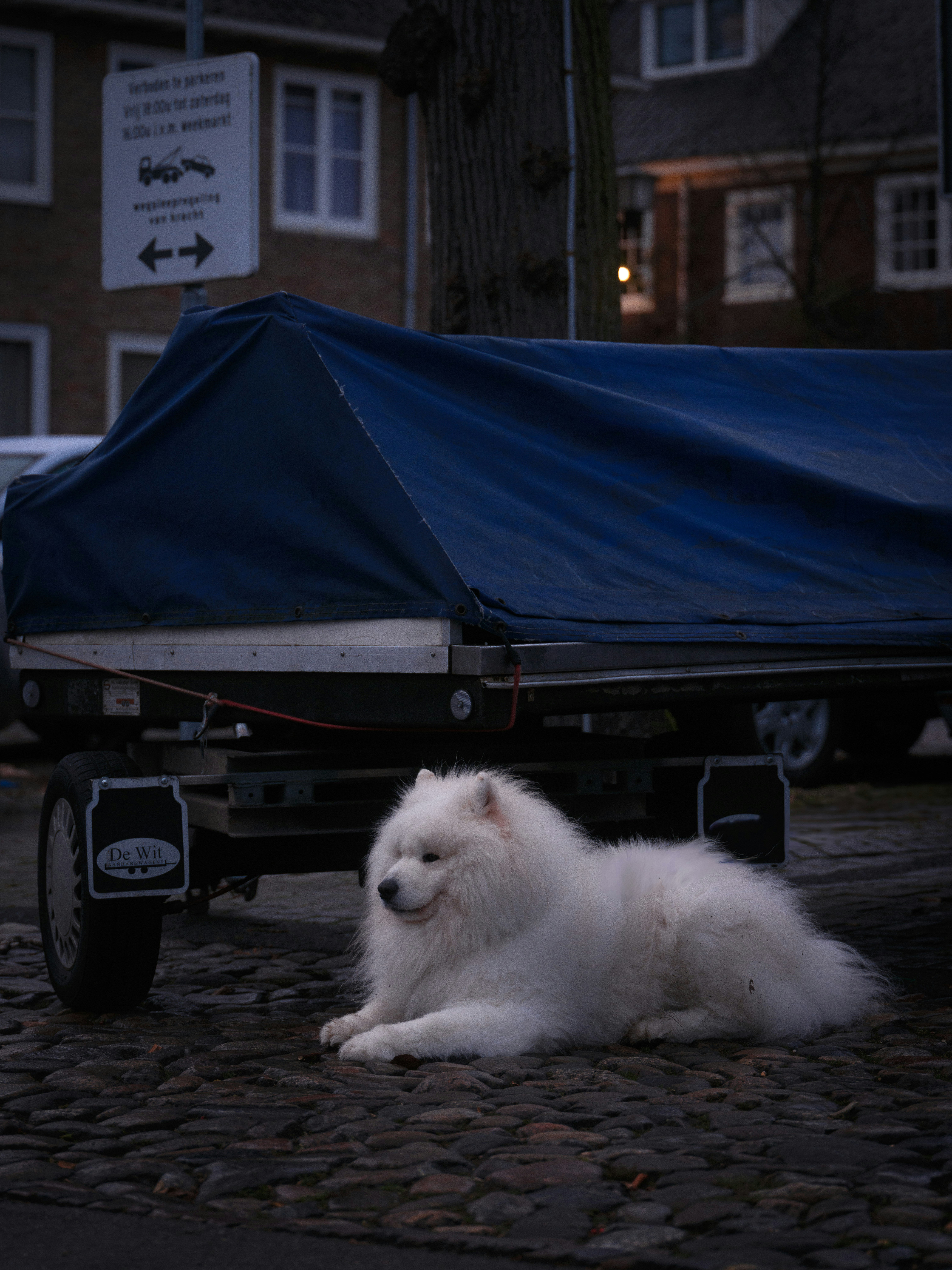 White Arctic Soul Guarded by a Quiet Wagon