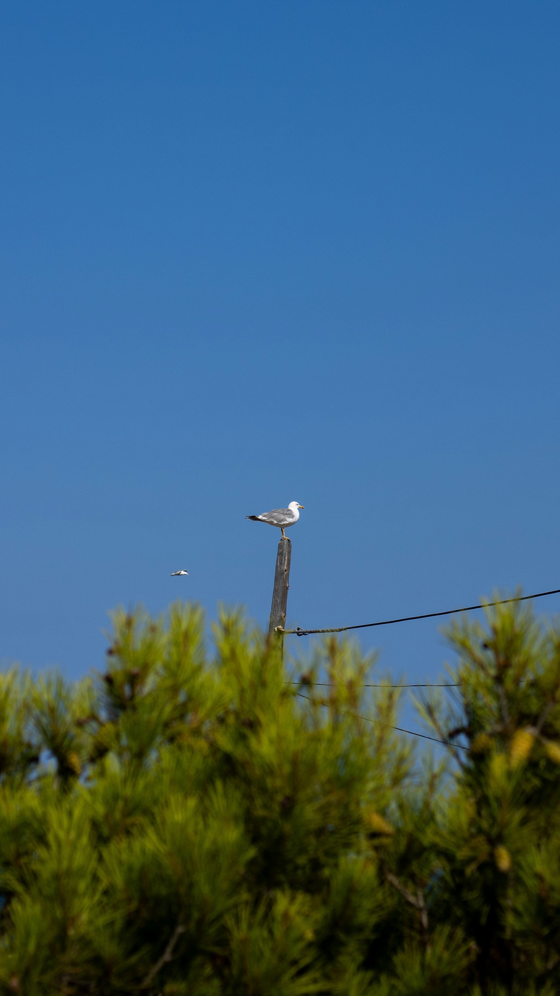 Seabird on a Post Against a Clear Coastal Sky