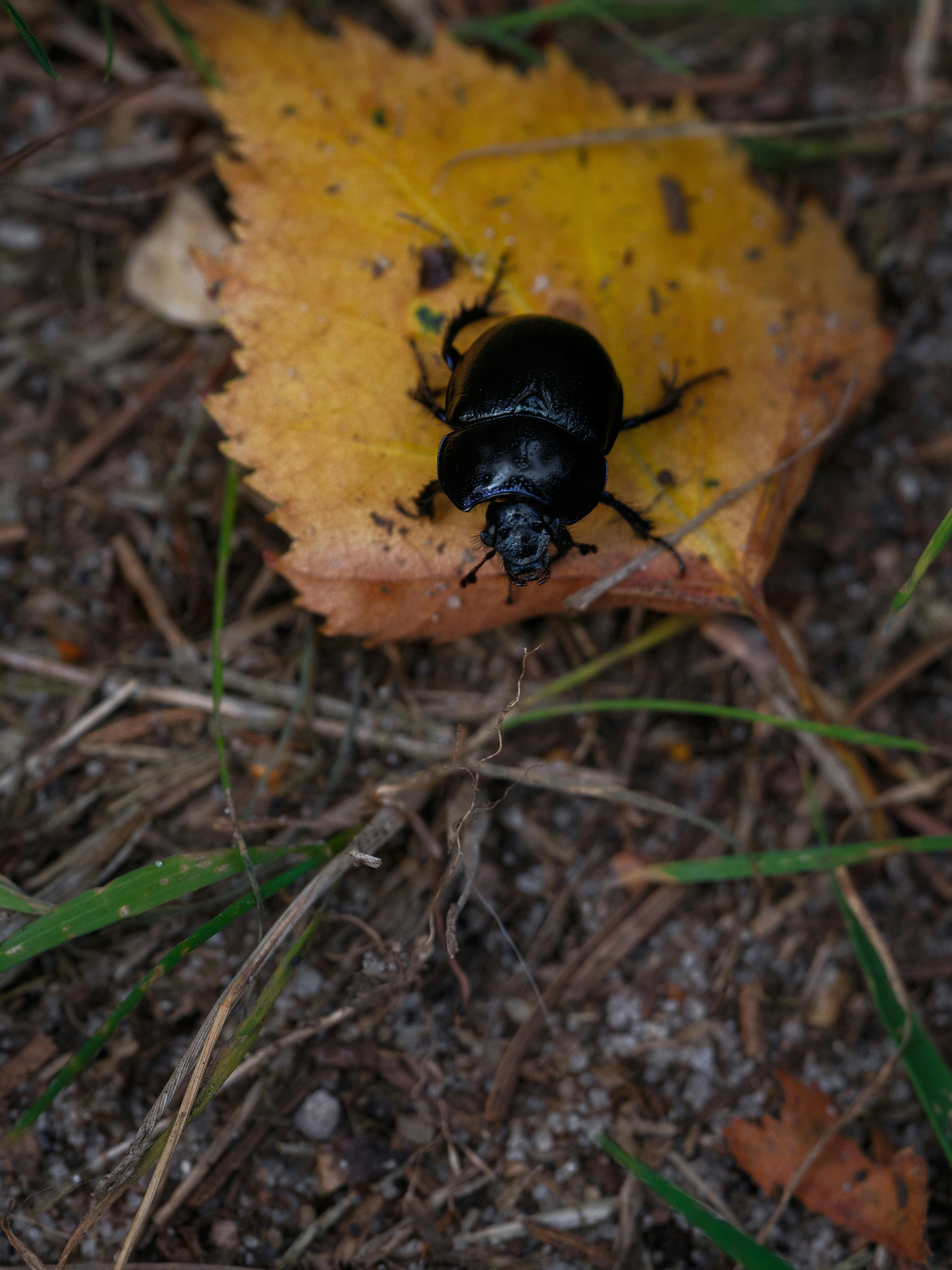 Black Beetle on Autumn Leaf: A Tiny Beacon in a Woodland Patch