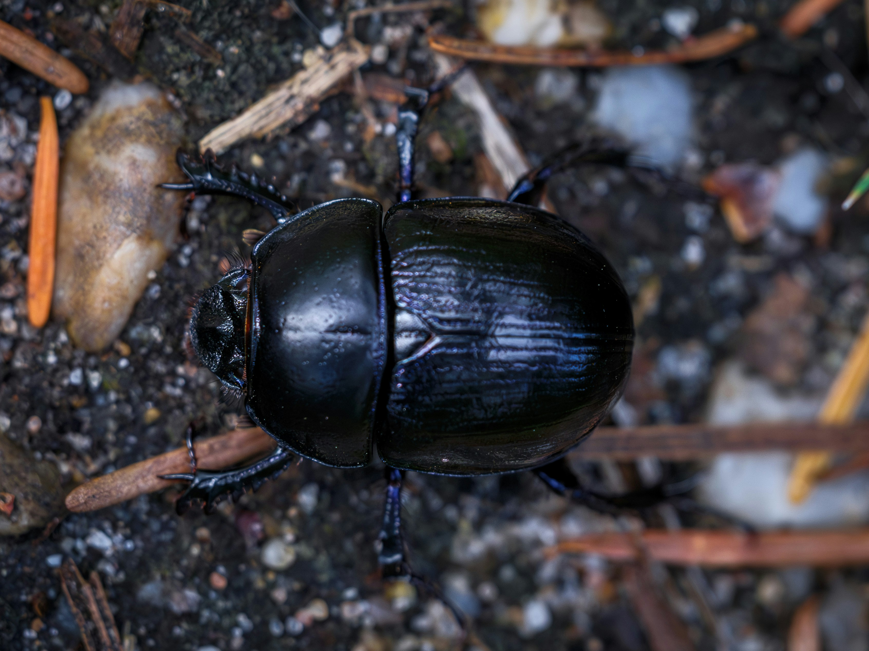 Midnight Carapace: A Sharp View of a Black Ground Beetle on Forest Floor