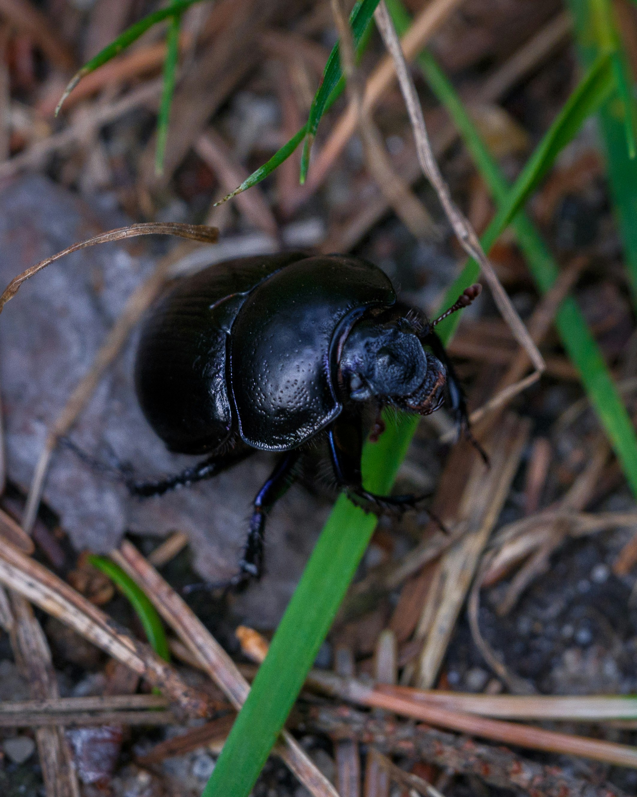 Stalwart Beetle in Leaf Litter: A Close-Up of Glossy Exoskeleton