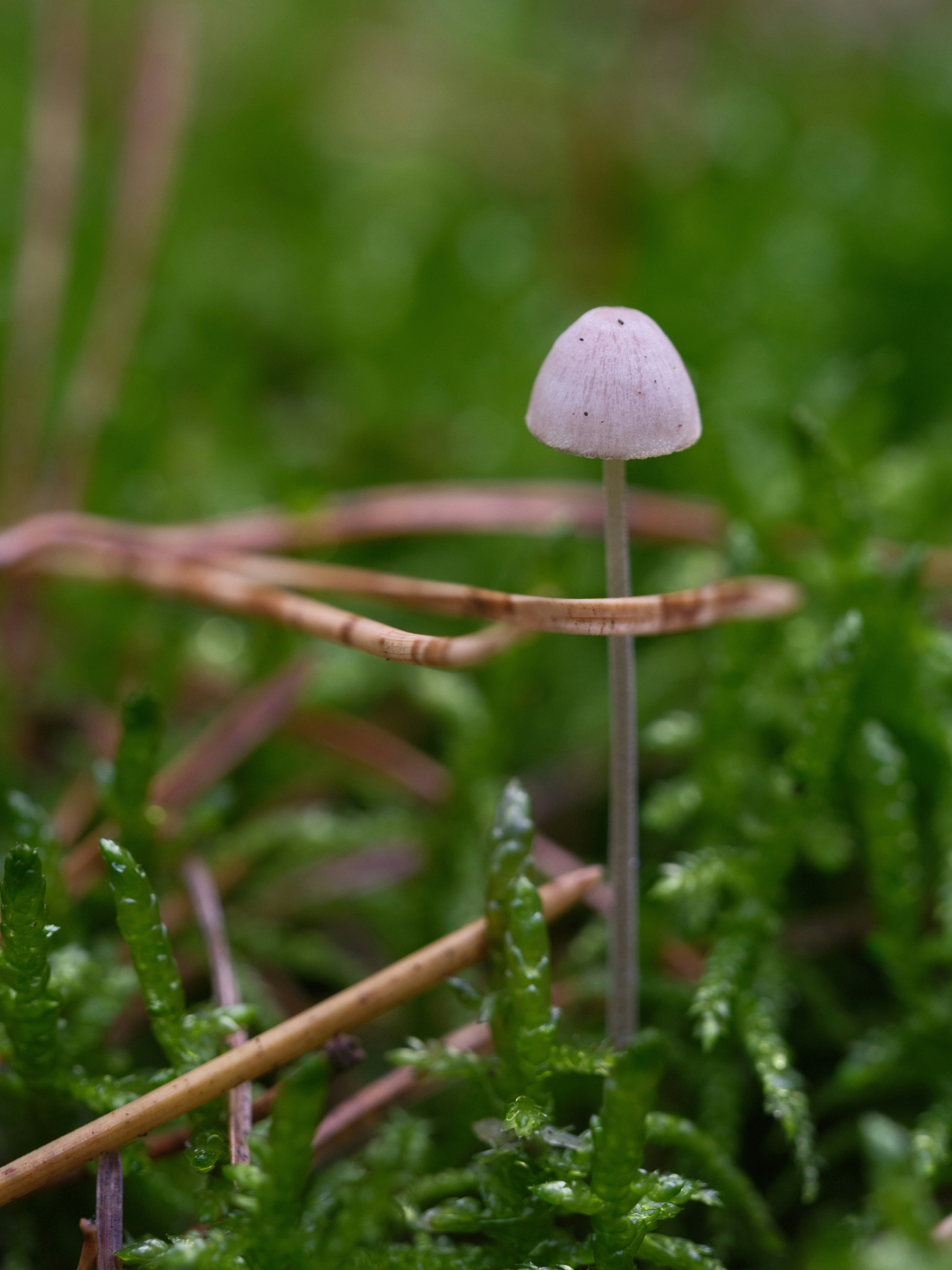 Tiny Cap, Quiet Forest: A Lichen-Hung Gnome's Spotlight