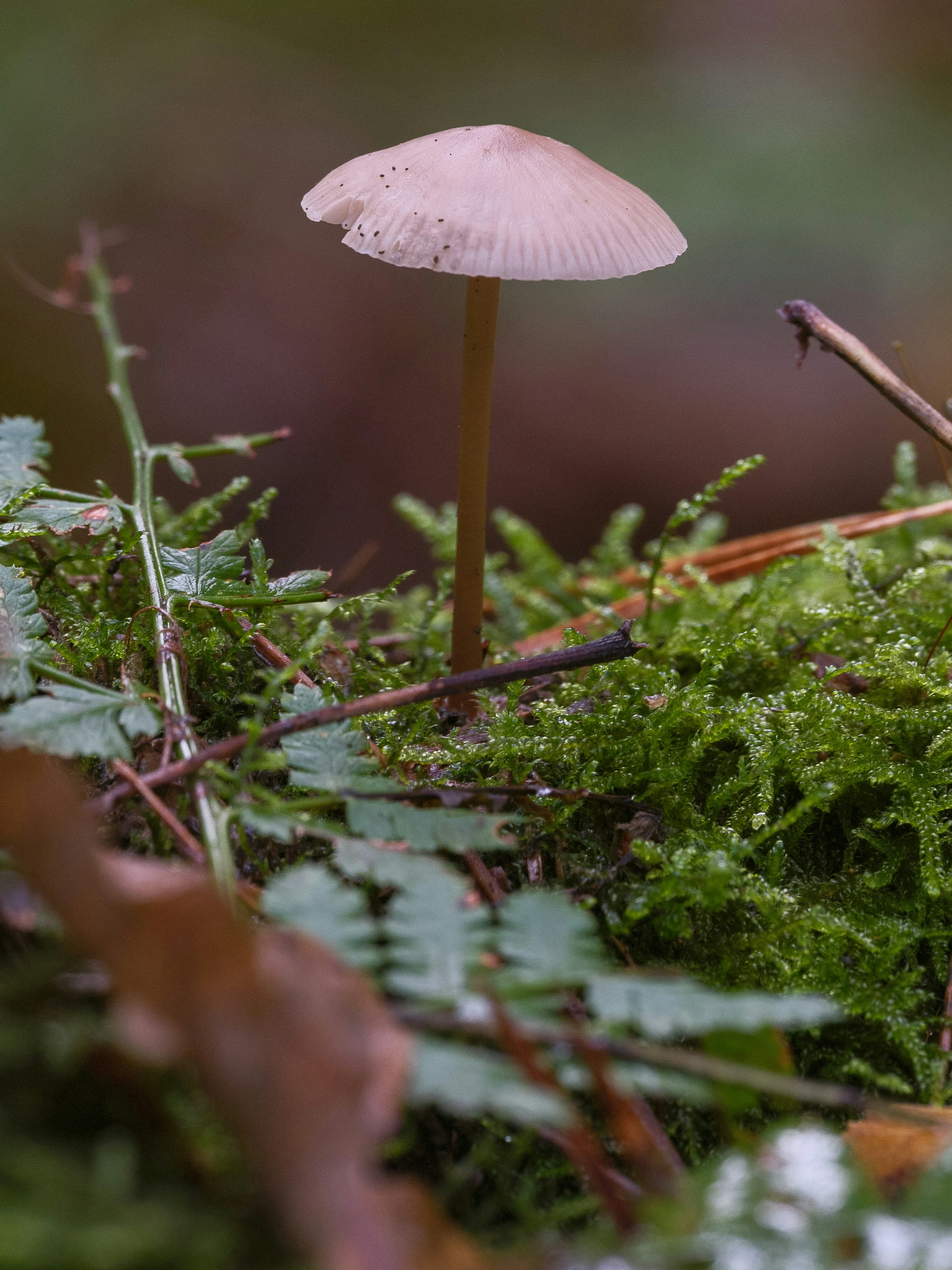 A solitary mushroom in a mossy forest capsule