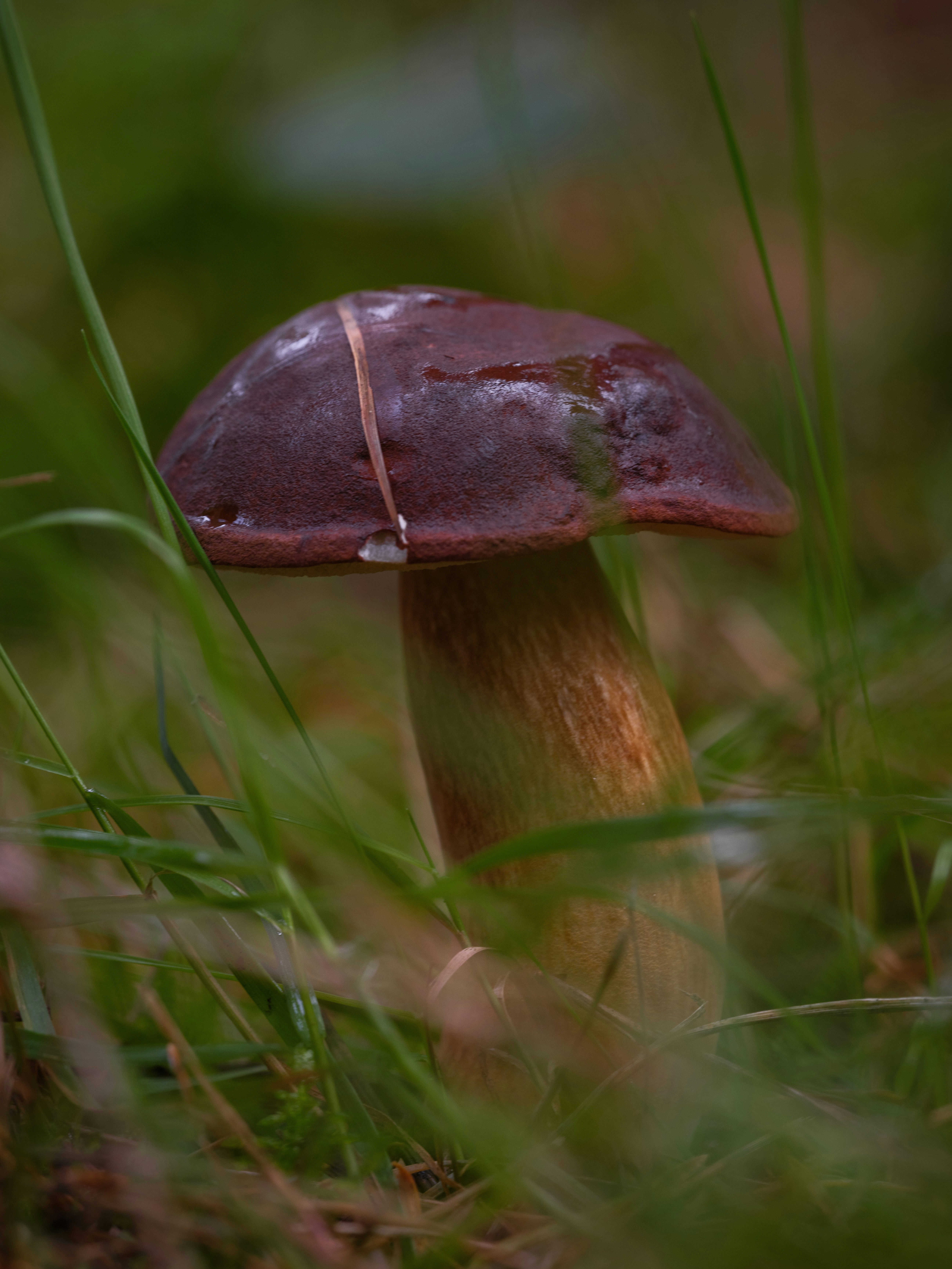 Mushroom Sentinel Among Dew-Kissed Grass