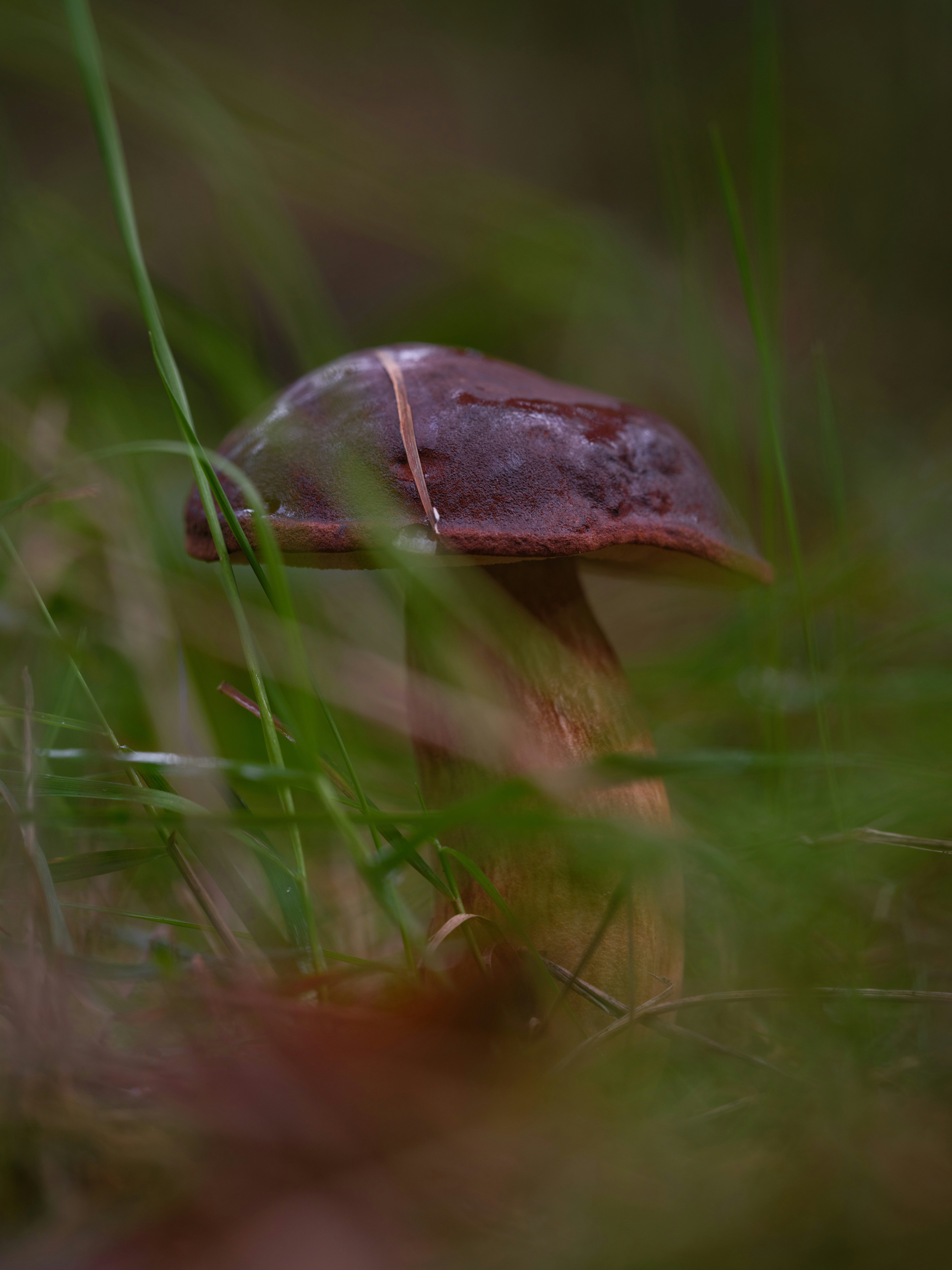 Mushroom Sentinel Under Quiet Grass