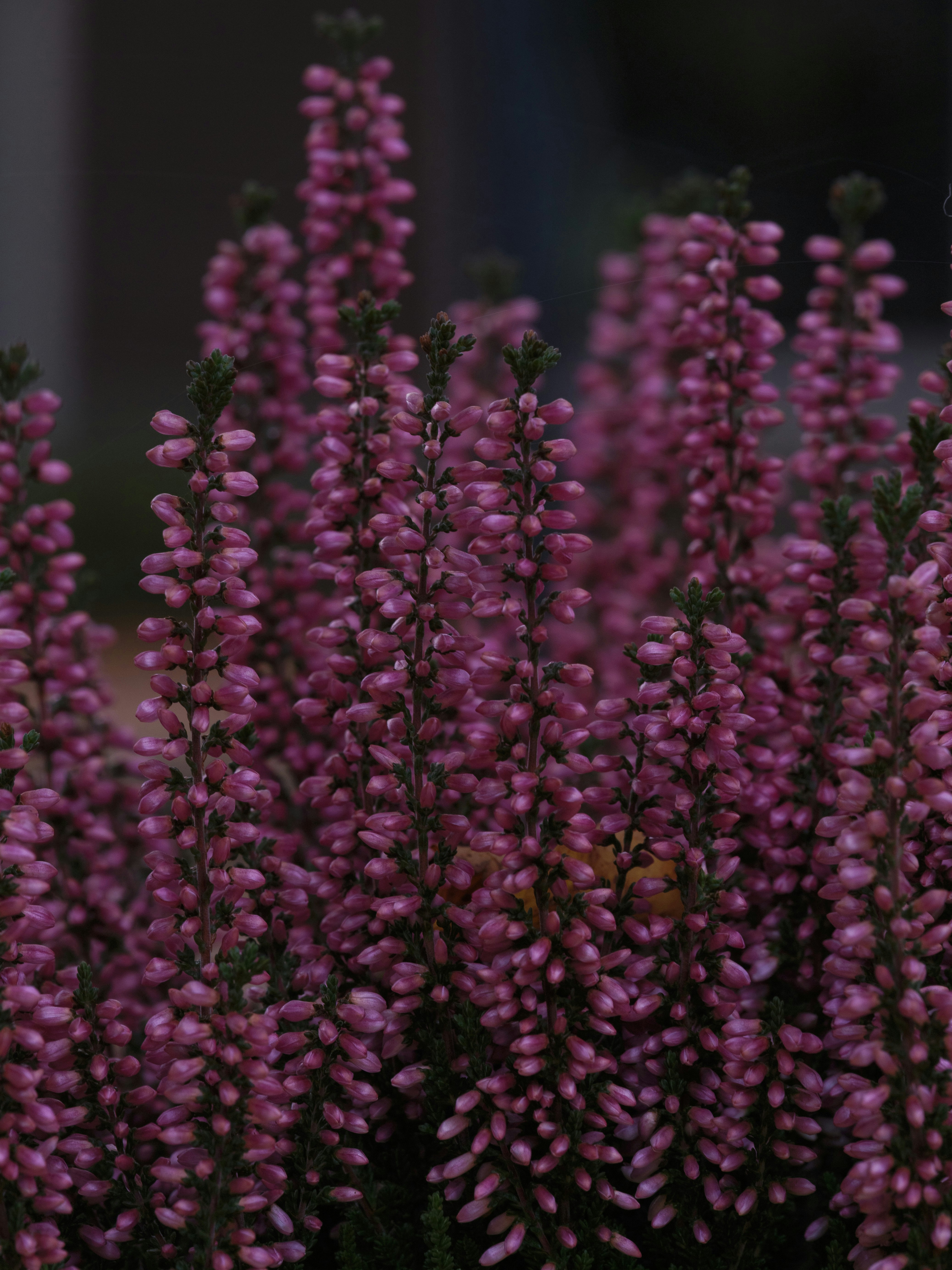 Crimson Spires: A Sea of Pink Lupines in Soft Focus