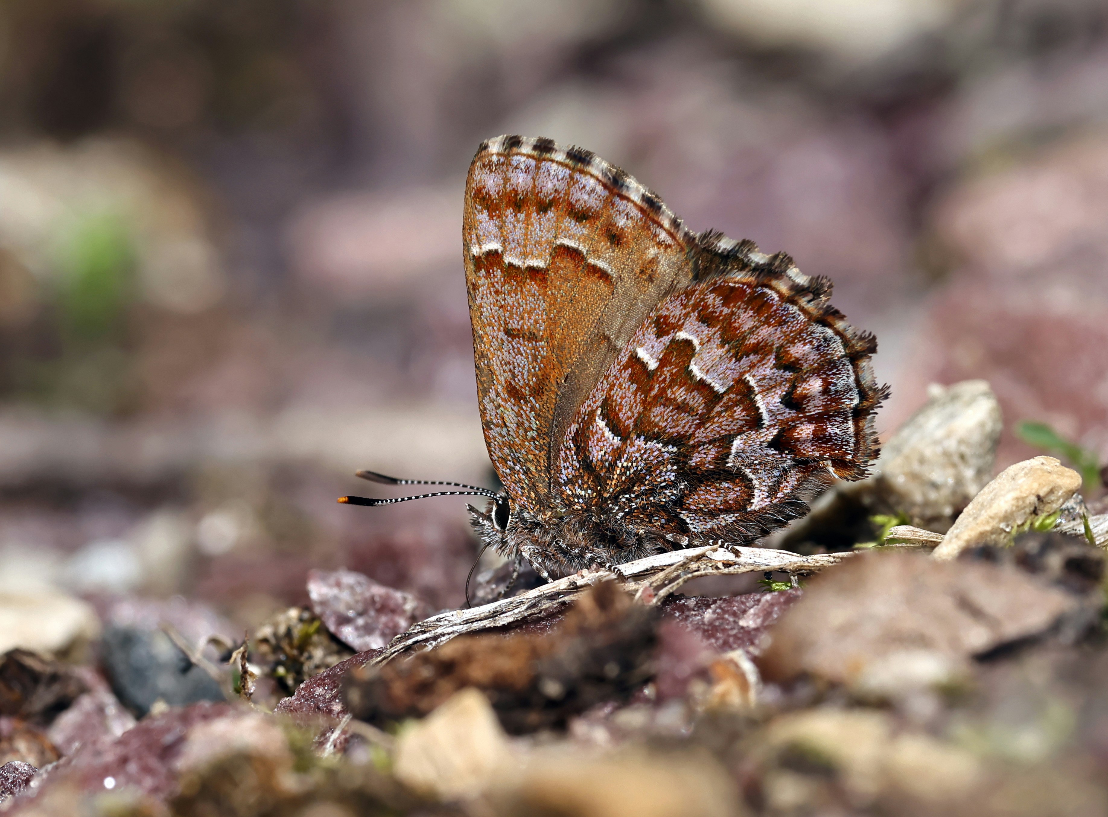 Tiny Monarch on Pebble Ground: A Close-Up of Brown-Orange Wings