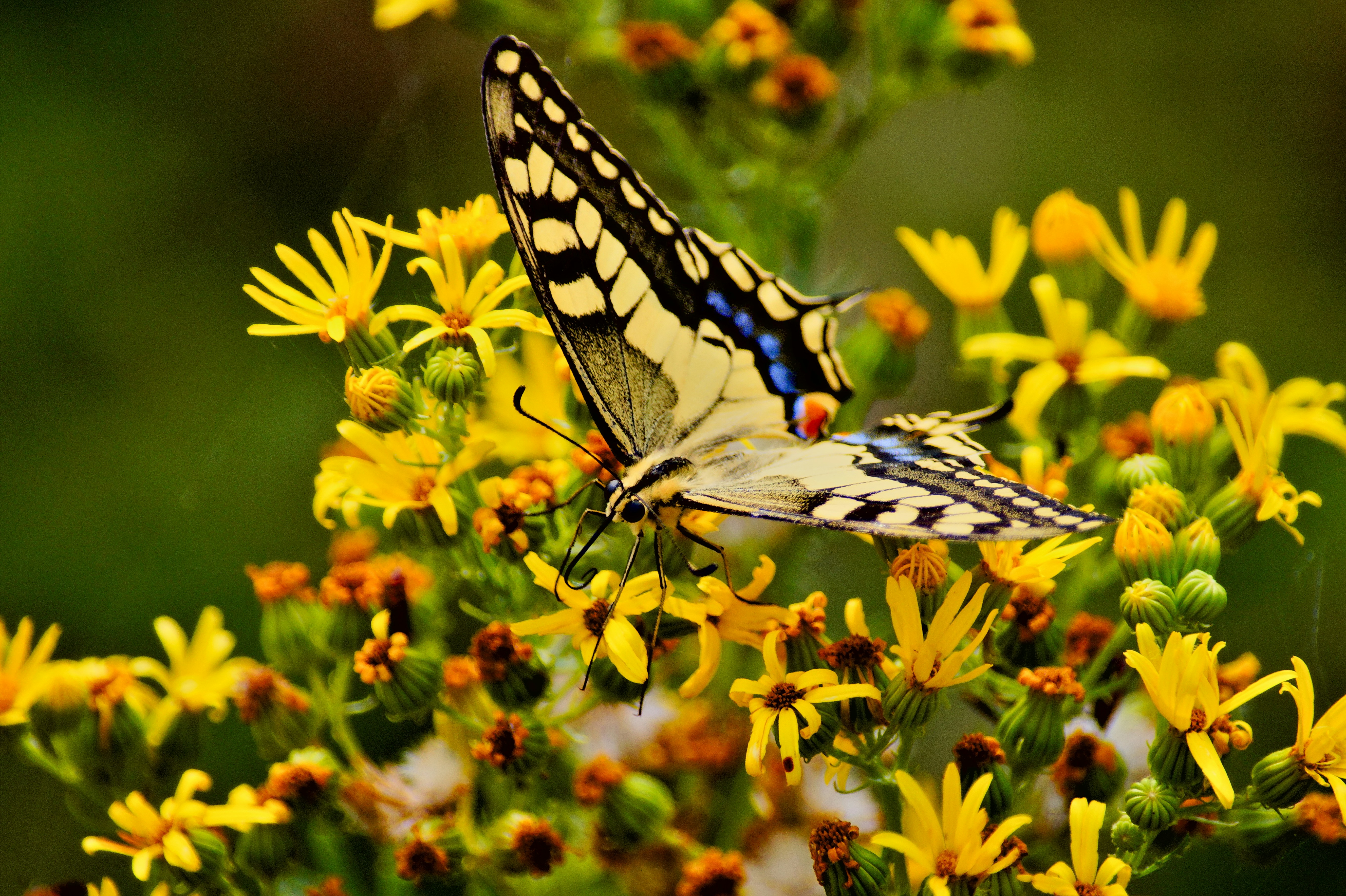 Papilio Among Gold: A Butterfly Resting on Summer Bloom