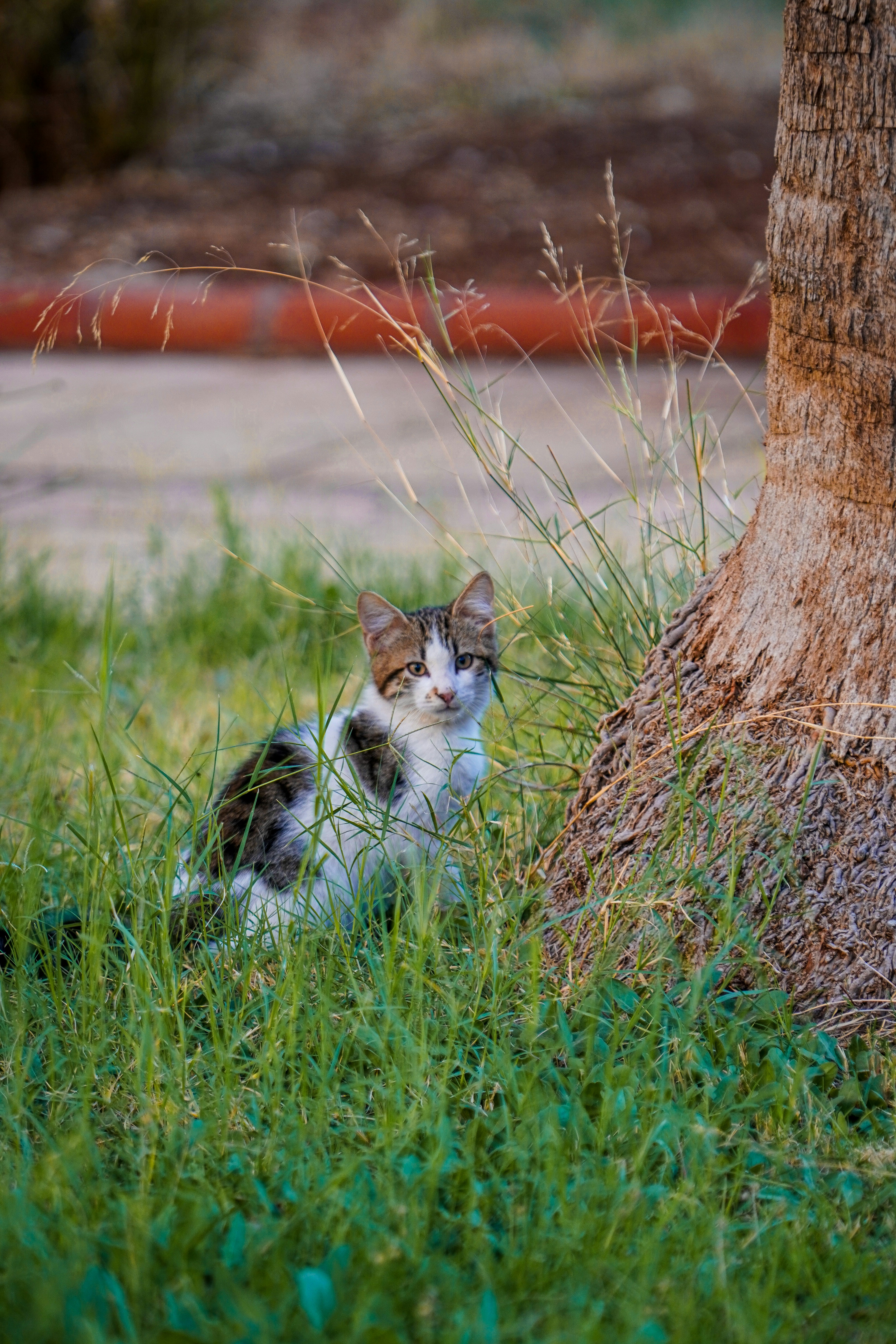 Hidden Portrait: A Calm Calico by the Tree
