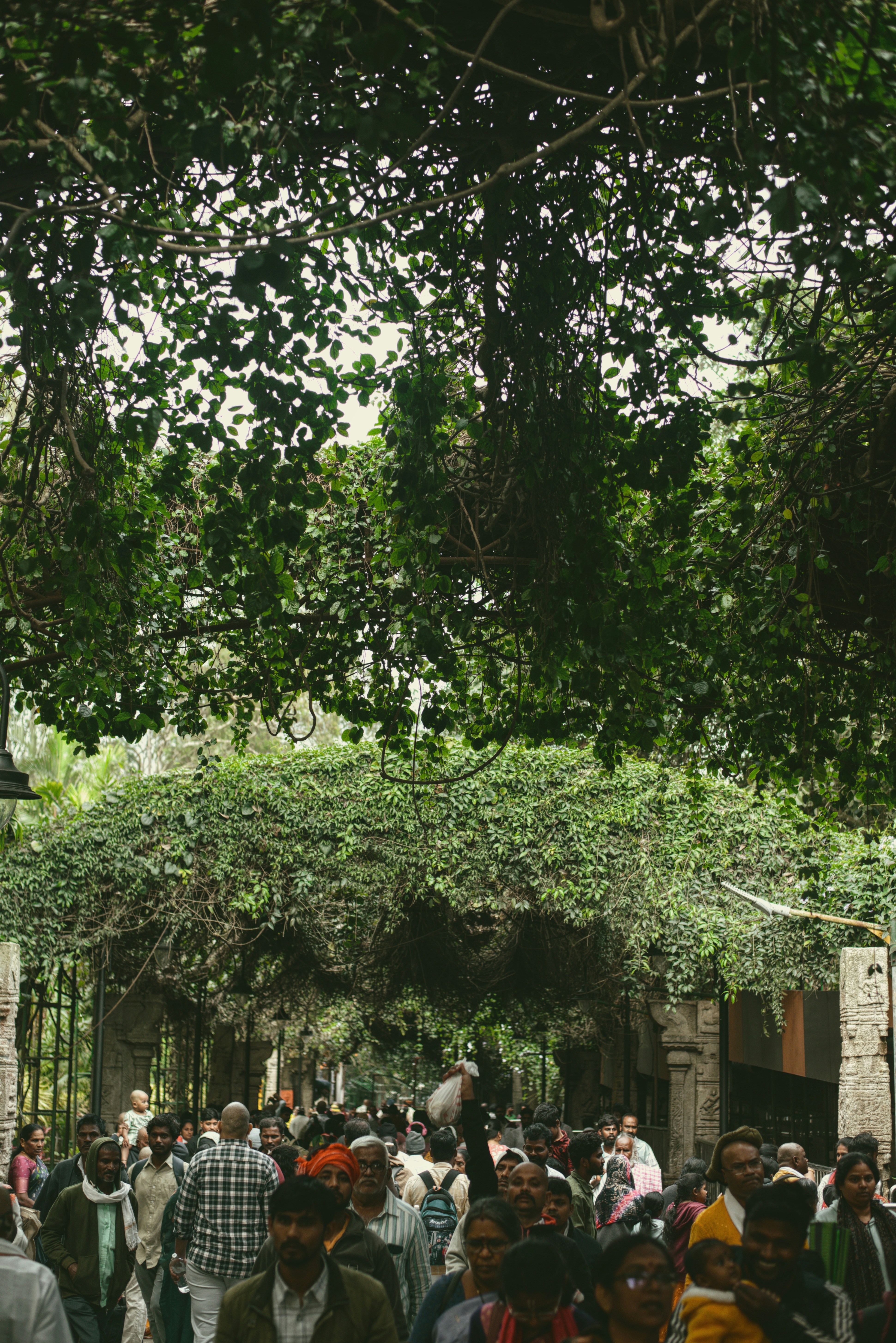 Street Crowd Beneath Verdant Canopy