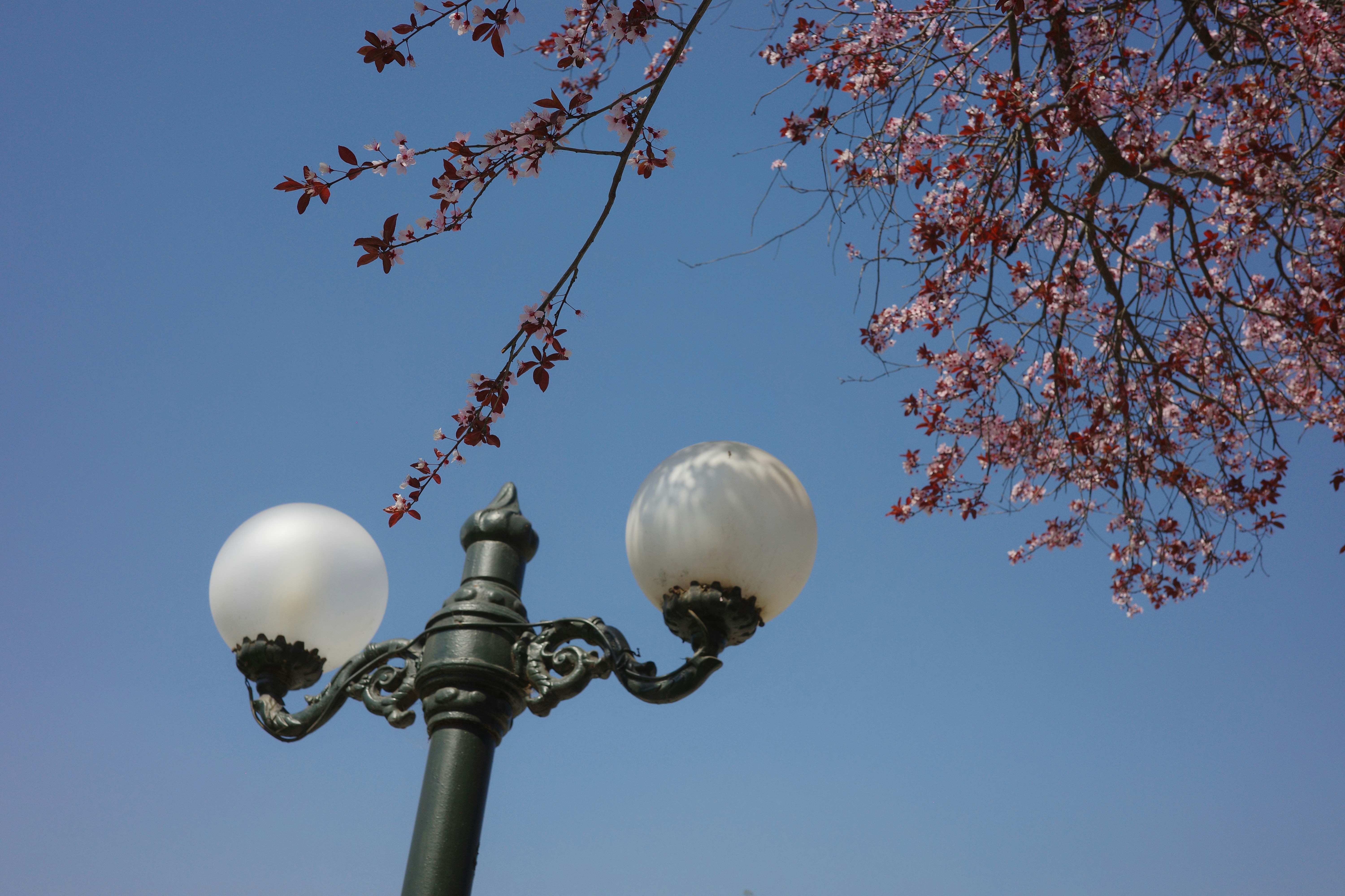 A Quiet Glow: Vintage Lamp Post Framed by Blossoms