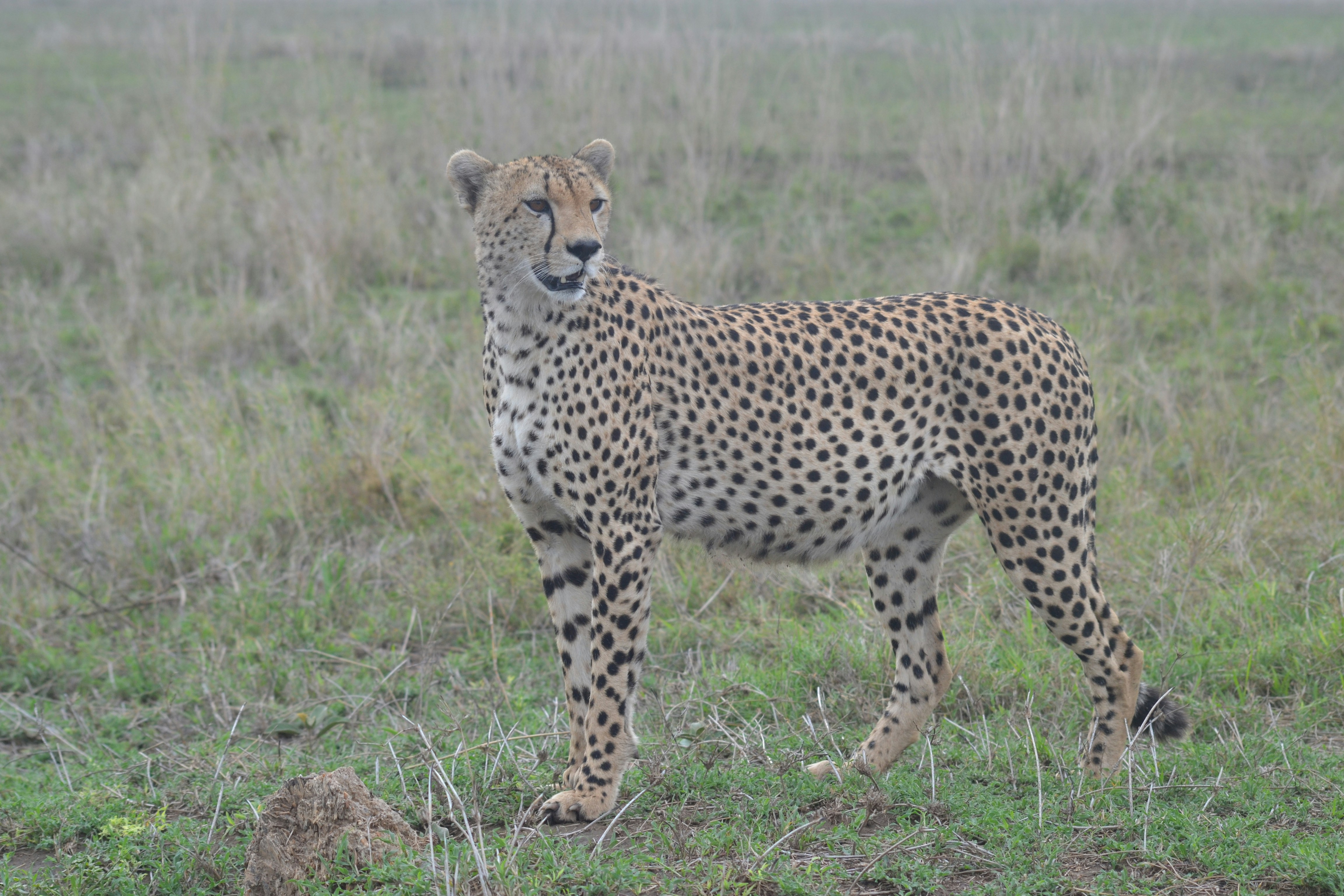 Sleek Sentinel of the Grasslands