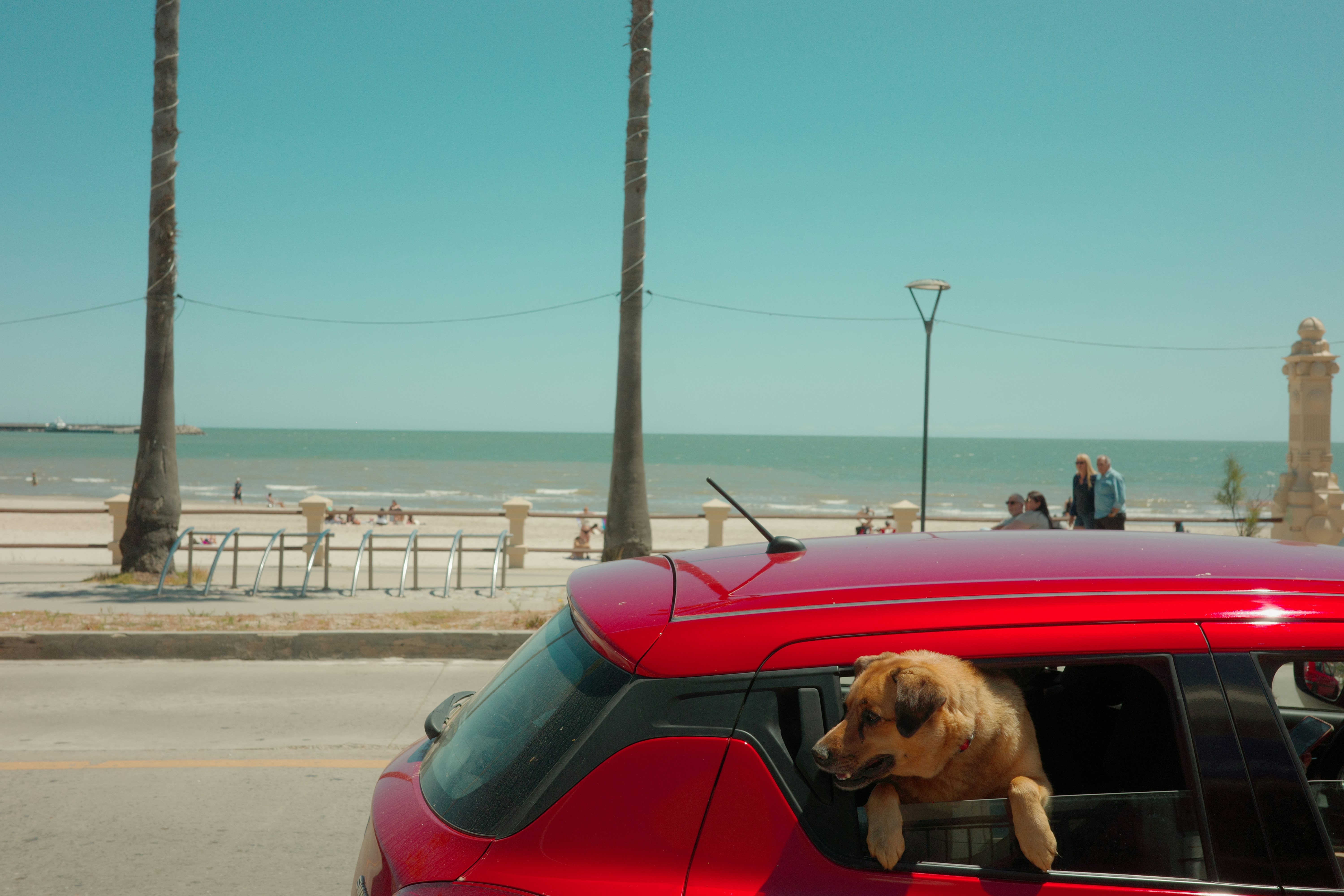 Red Dog on a Coastal Ride