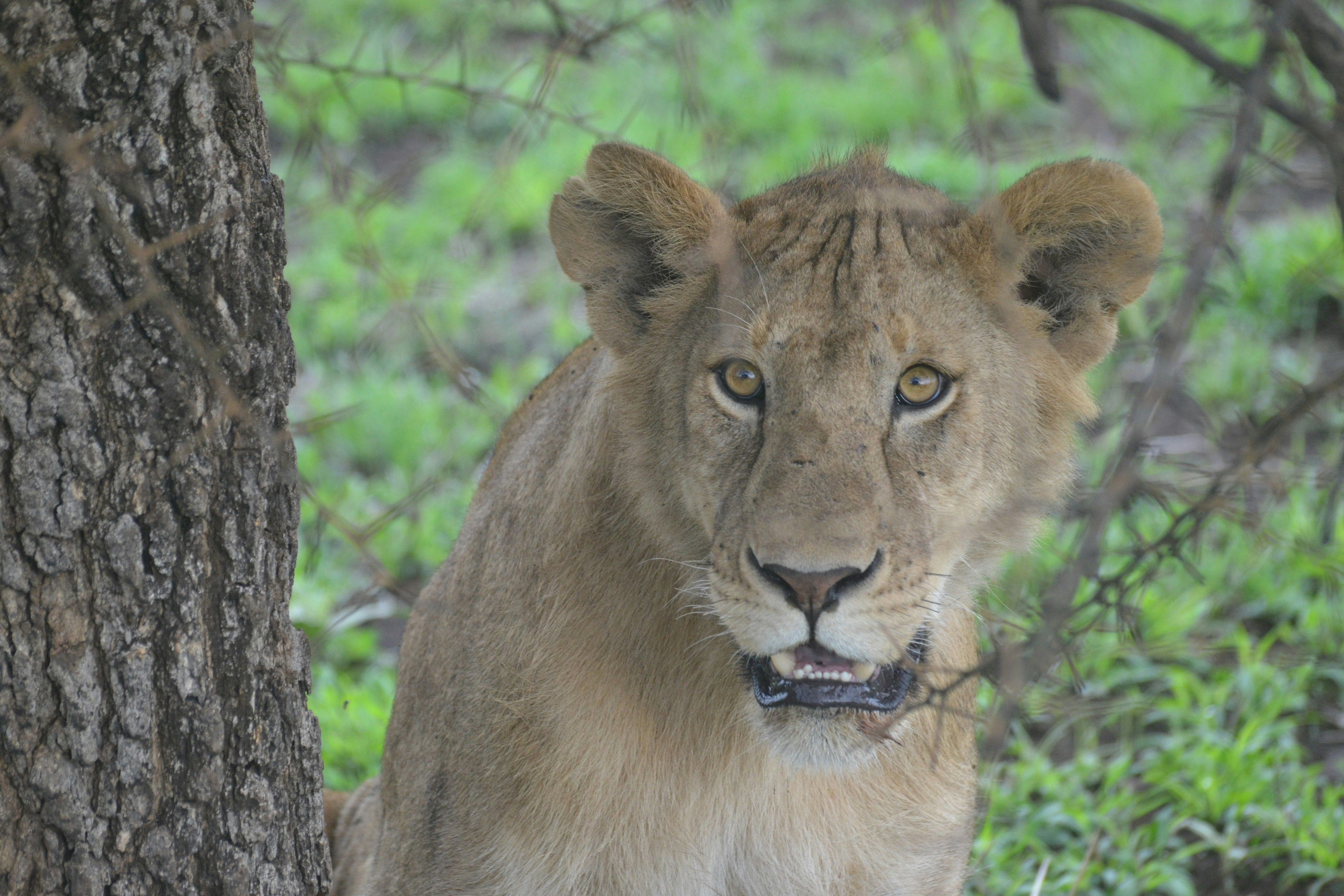 Lioness at the Edge of Shade: a watchful gaze from the brush