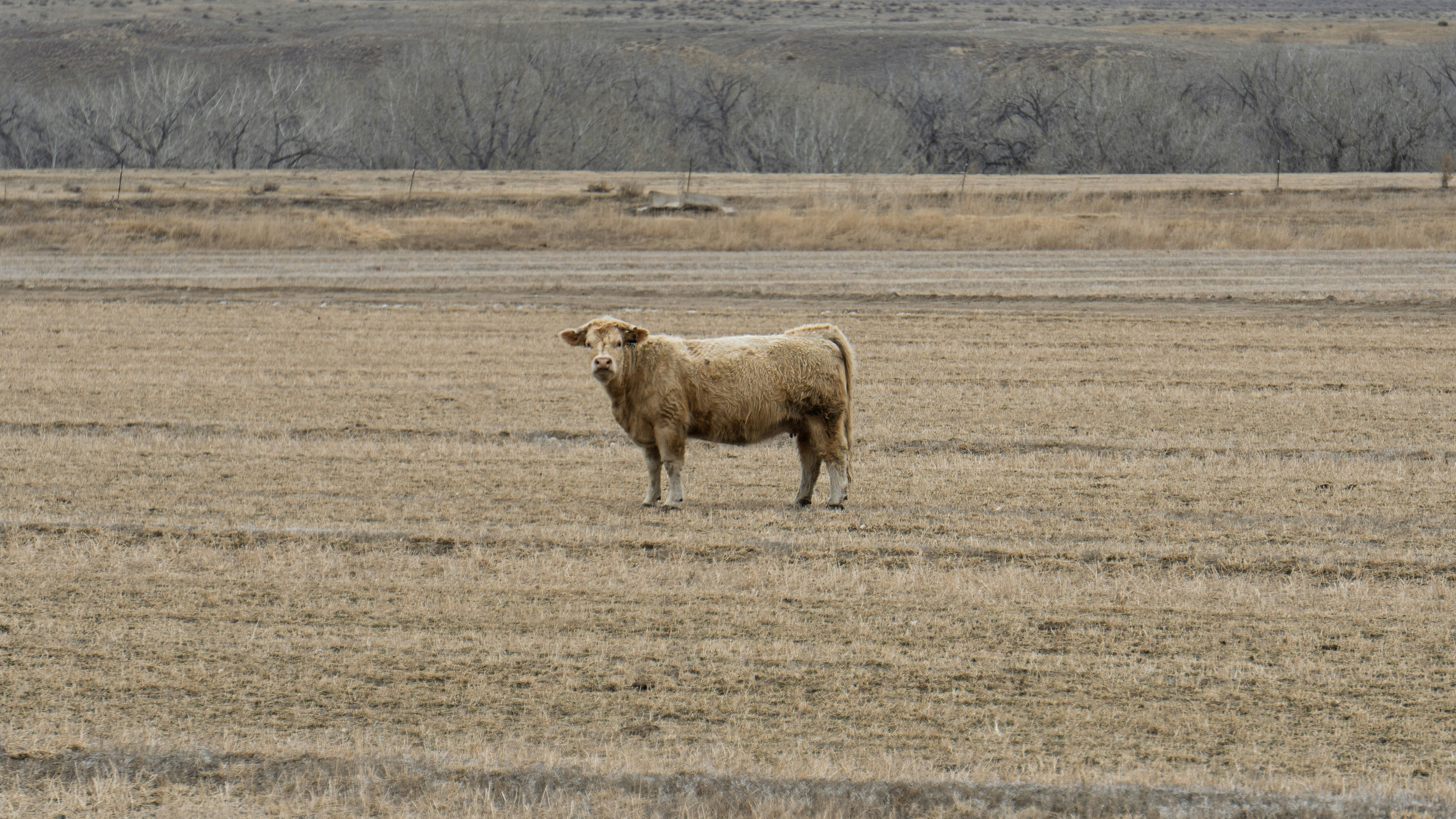 Lone Ram in a Quiet Prairie