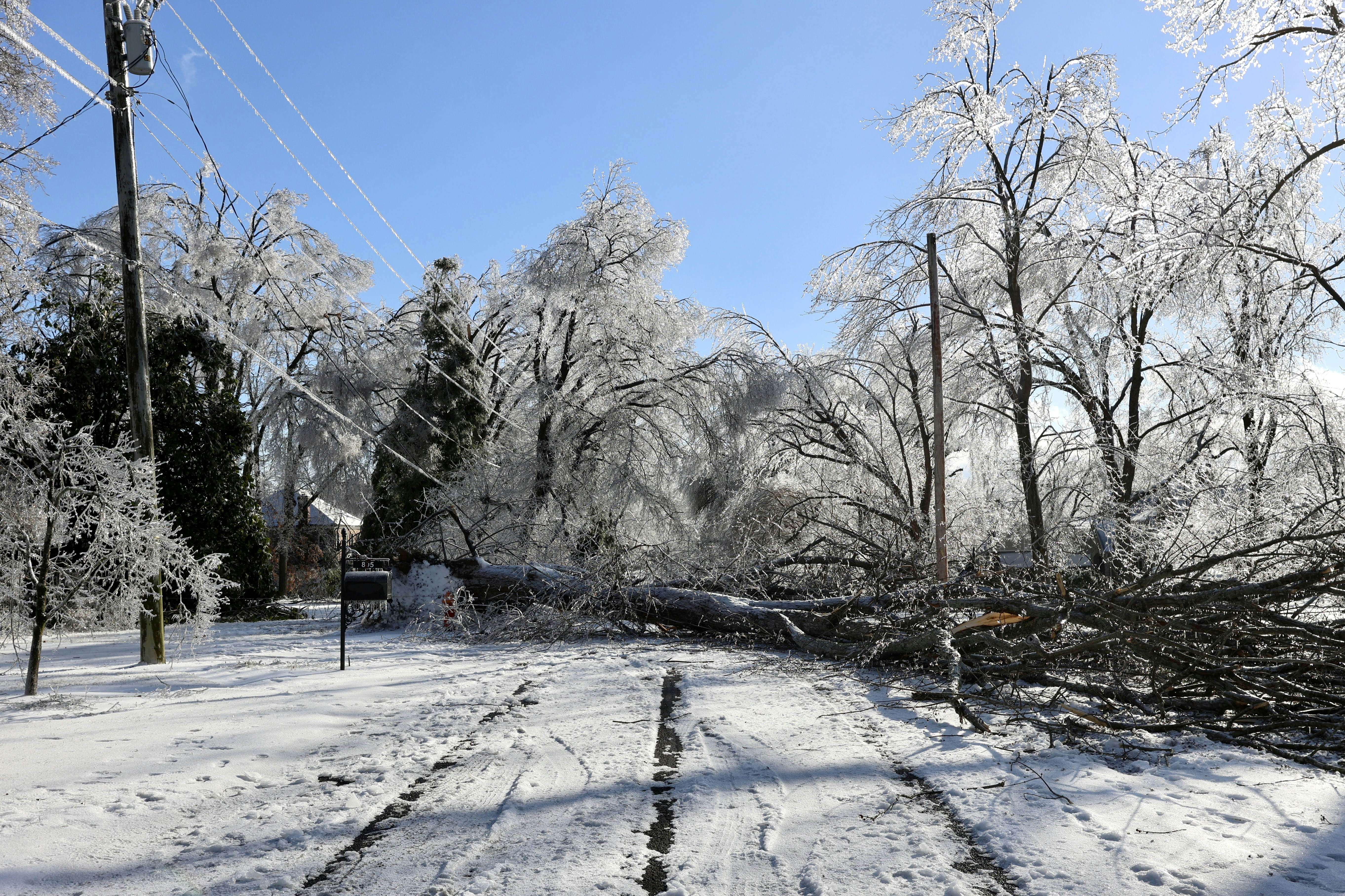 Sunlit Street Fractured by Snow-Cleaved Trees