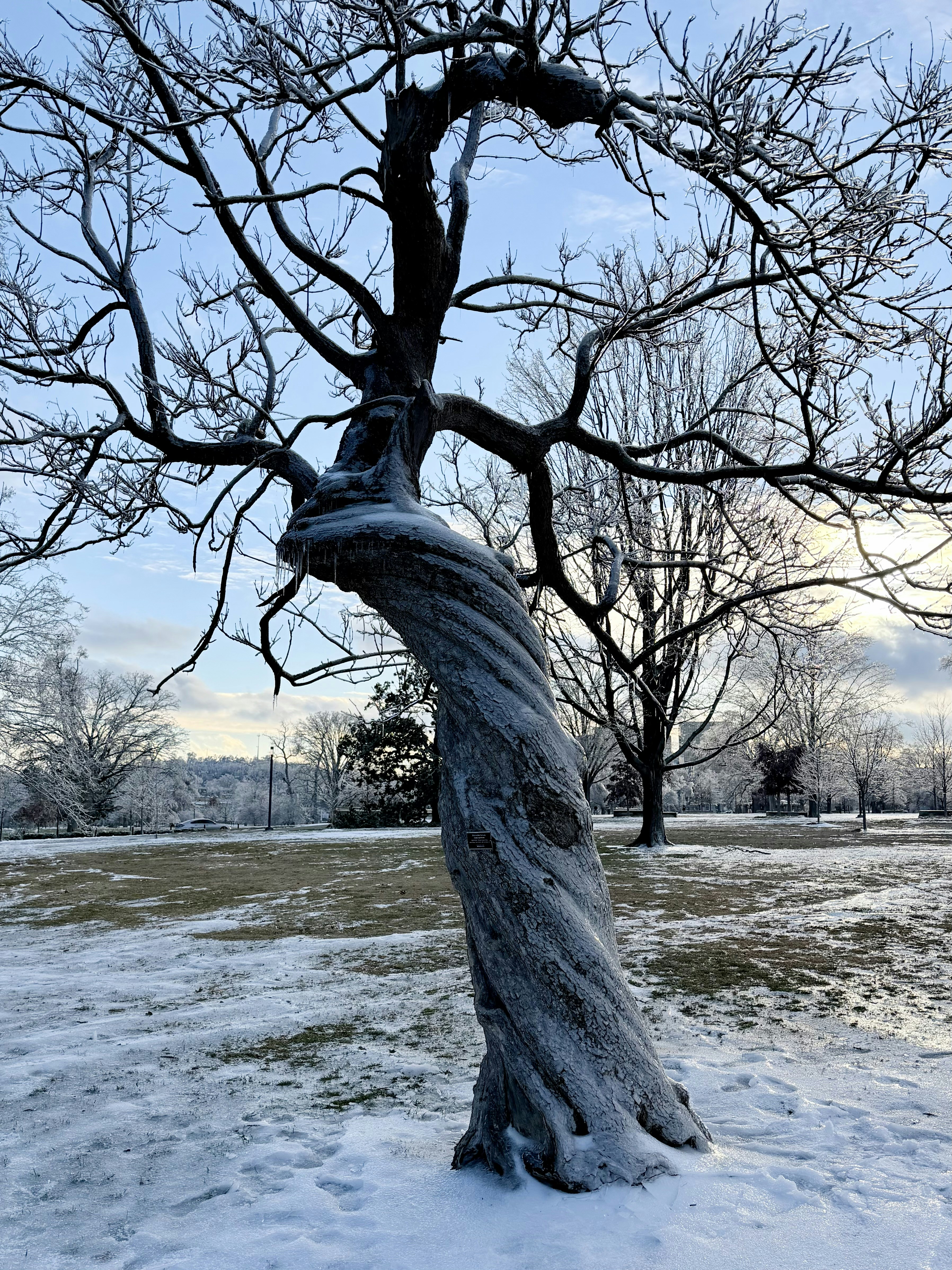 The Gnarled Sentinel: Snow-Wedged Rift in a Wandering Trunk