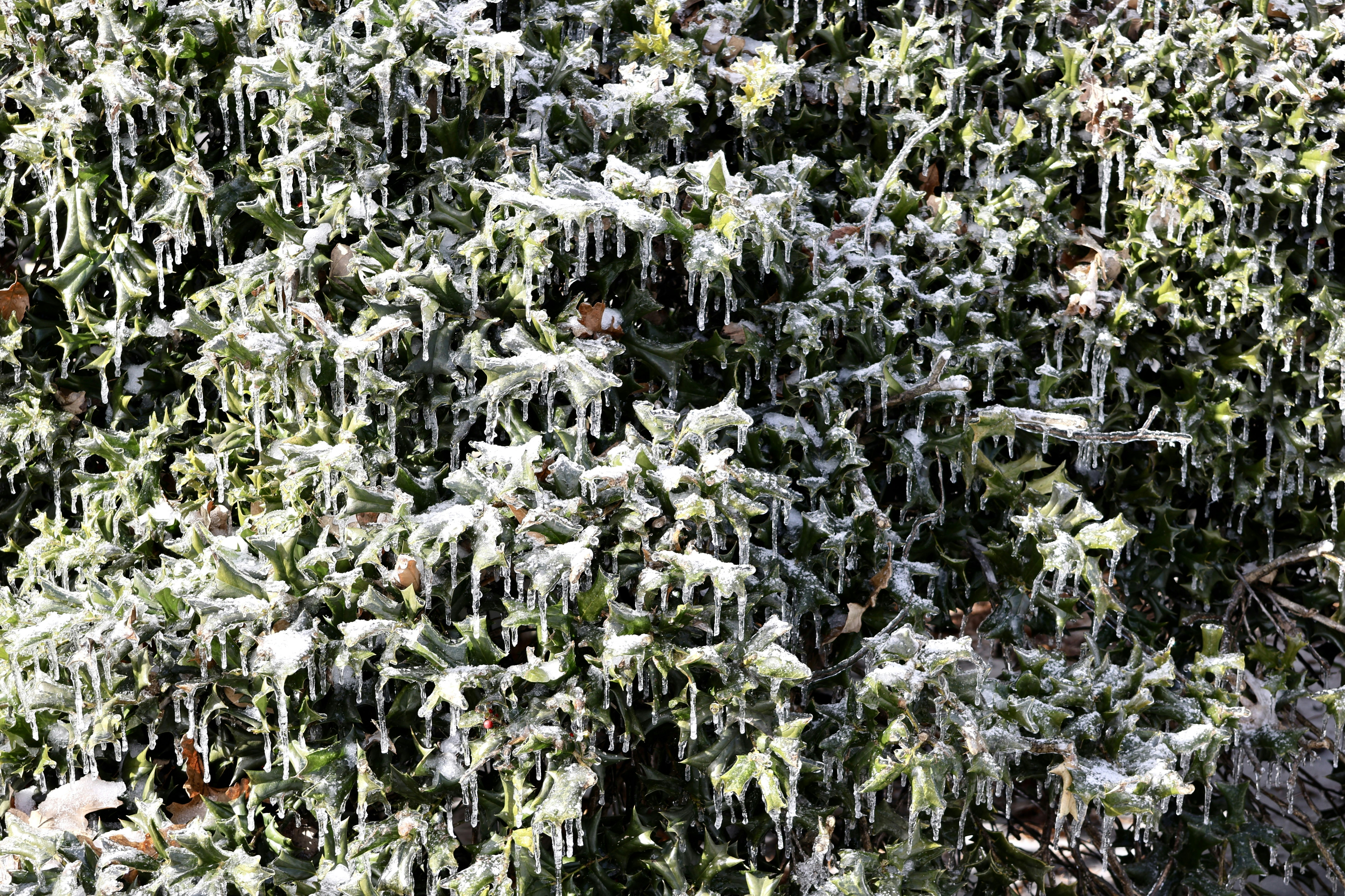 Snow-dusted Juniper in a Quiet Winter Moment