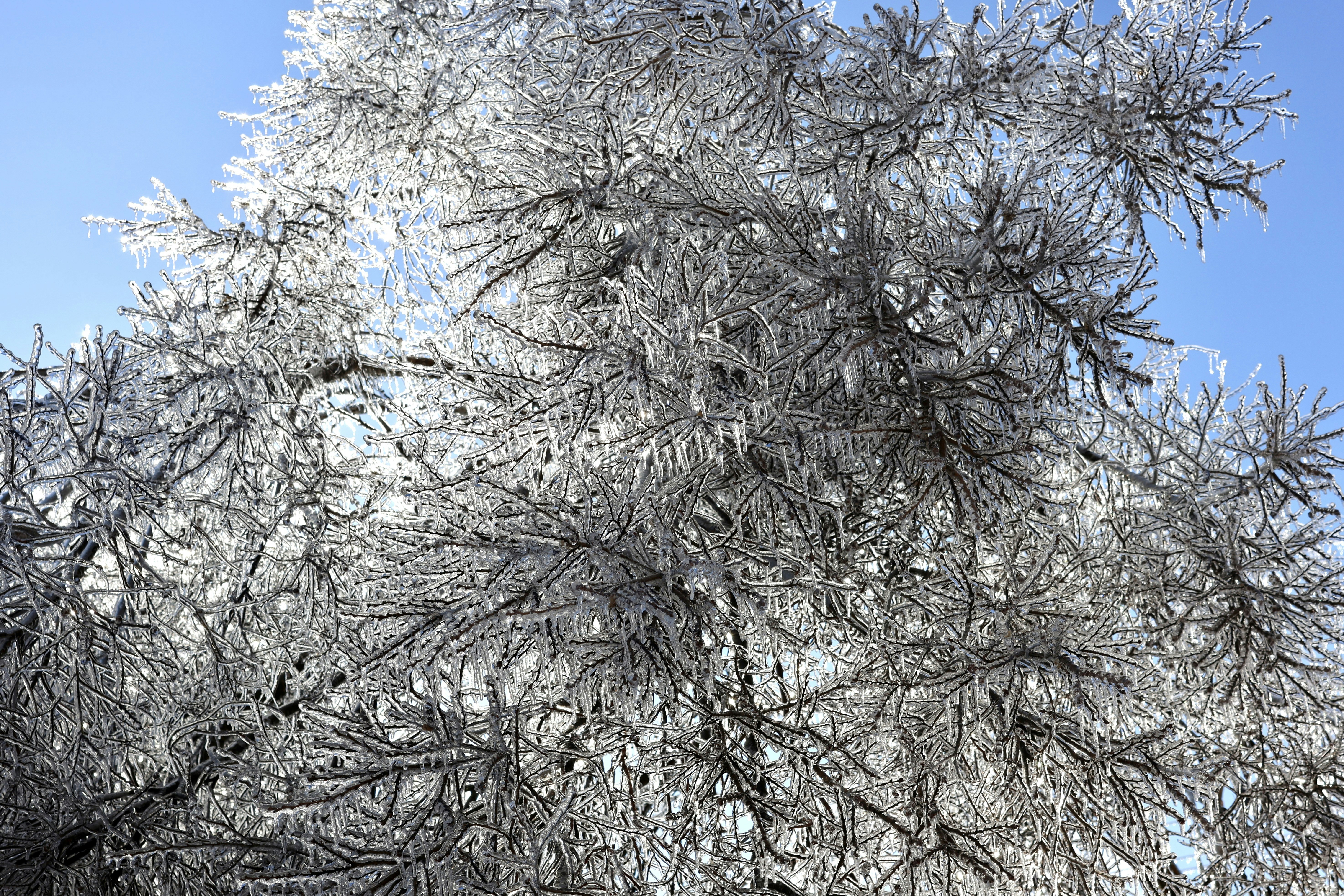 Snow-Crowned Pines Under a Bright Winter Sky