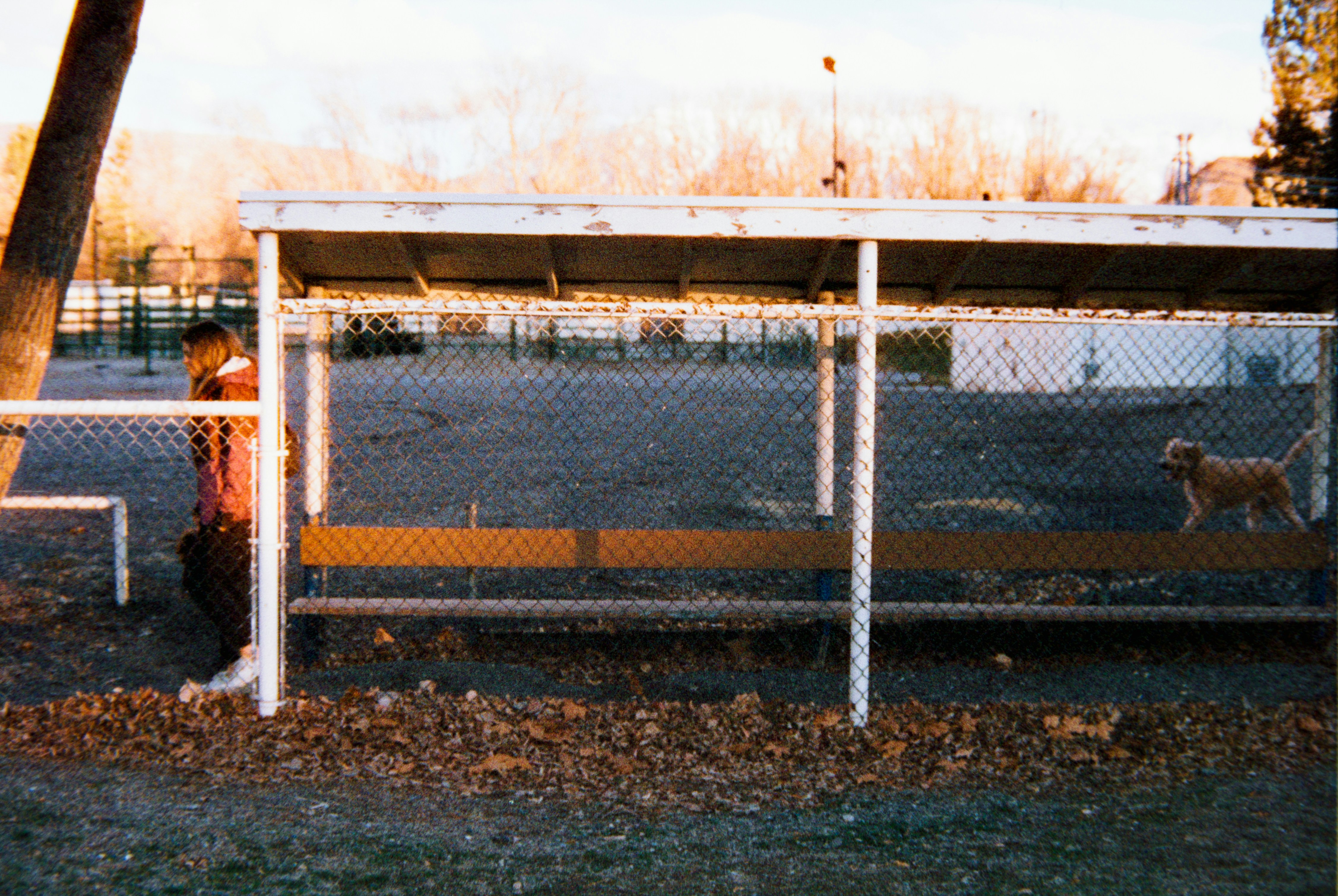 Dog behind a chain-link fence at a park, with a person on the left and a second dog in the distance; a shallow scene under warm late-day light.