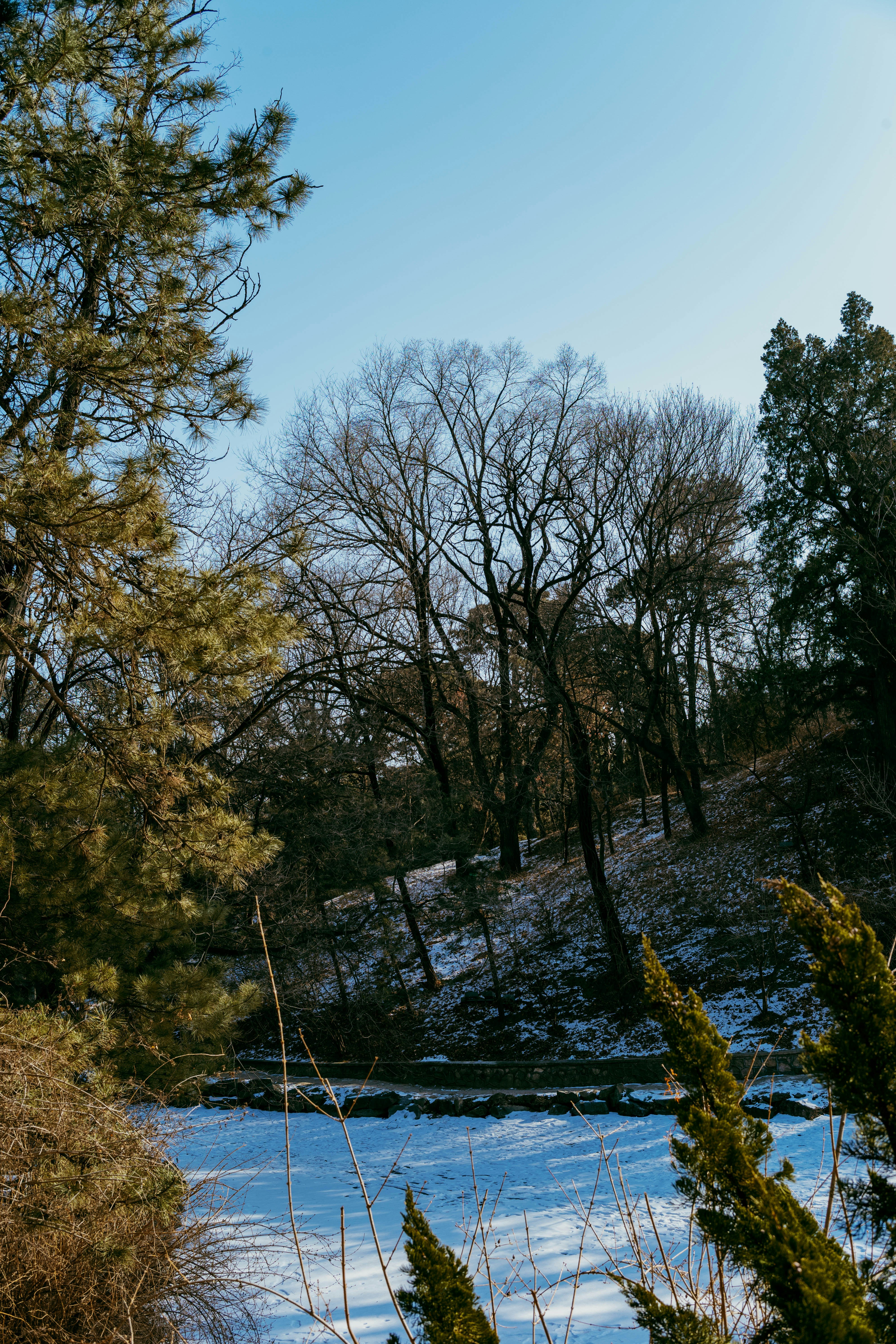 Sunlit Clearing Beneath Bare Winter Trees