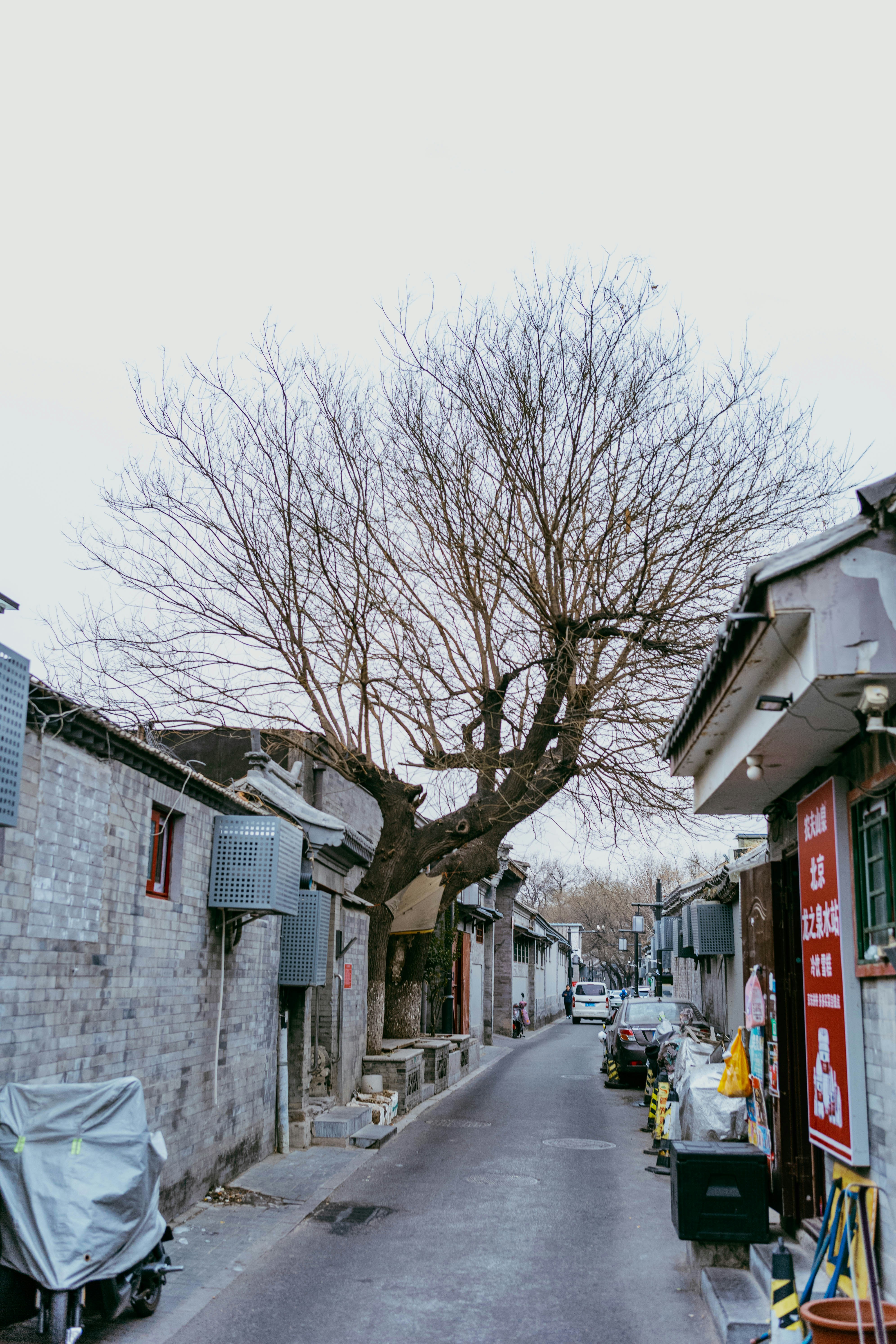 A Quiet Street Framed by a Leafless Tree