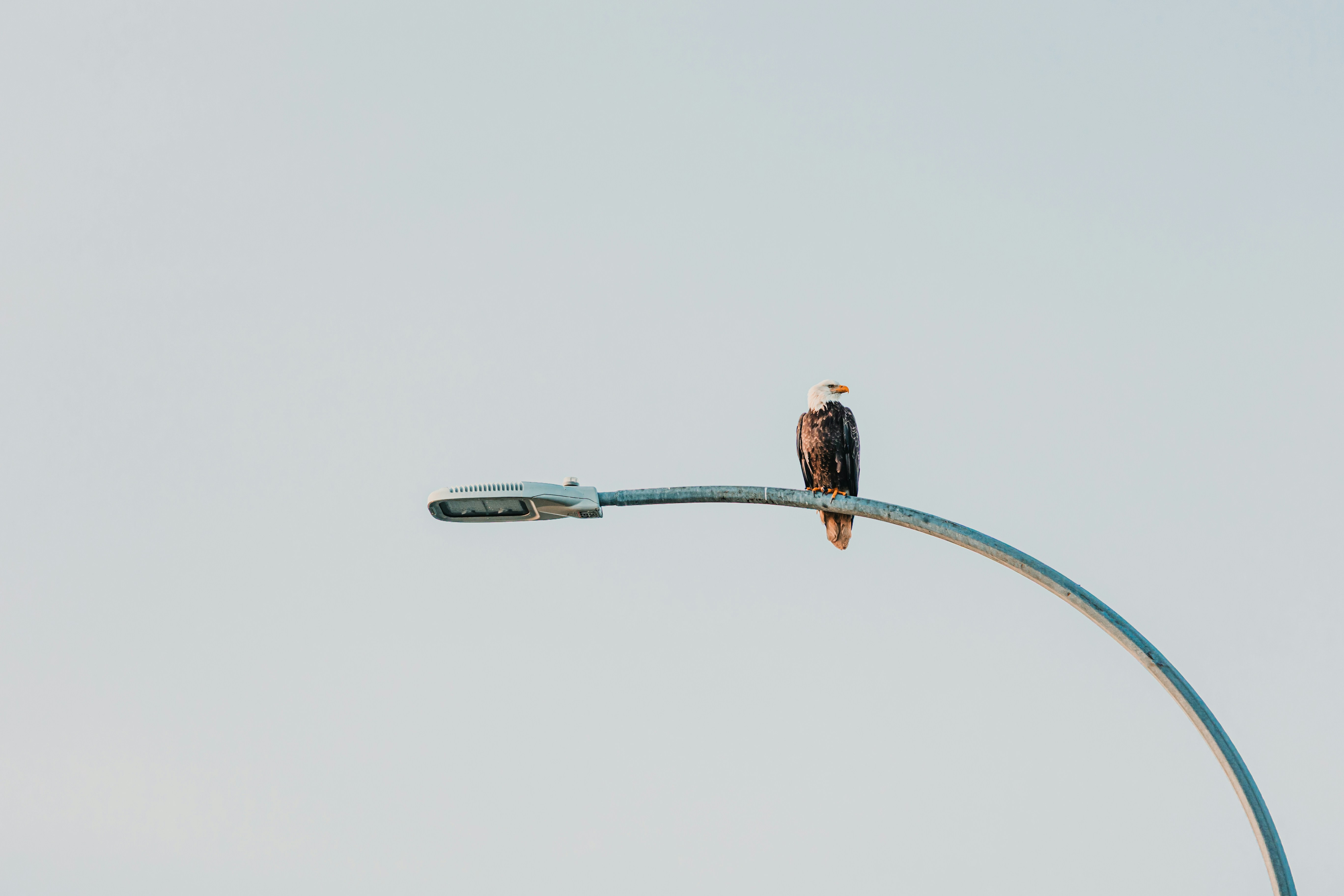 Sentry on a Quiet Arc: A Peregrine Perched Over the Street Lamp