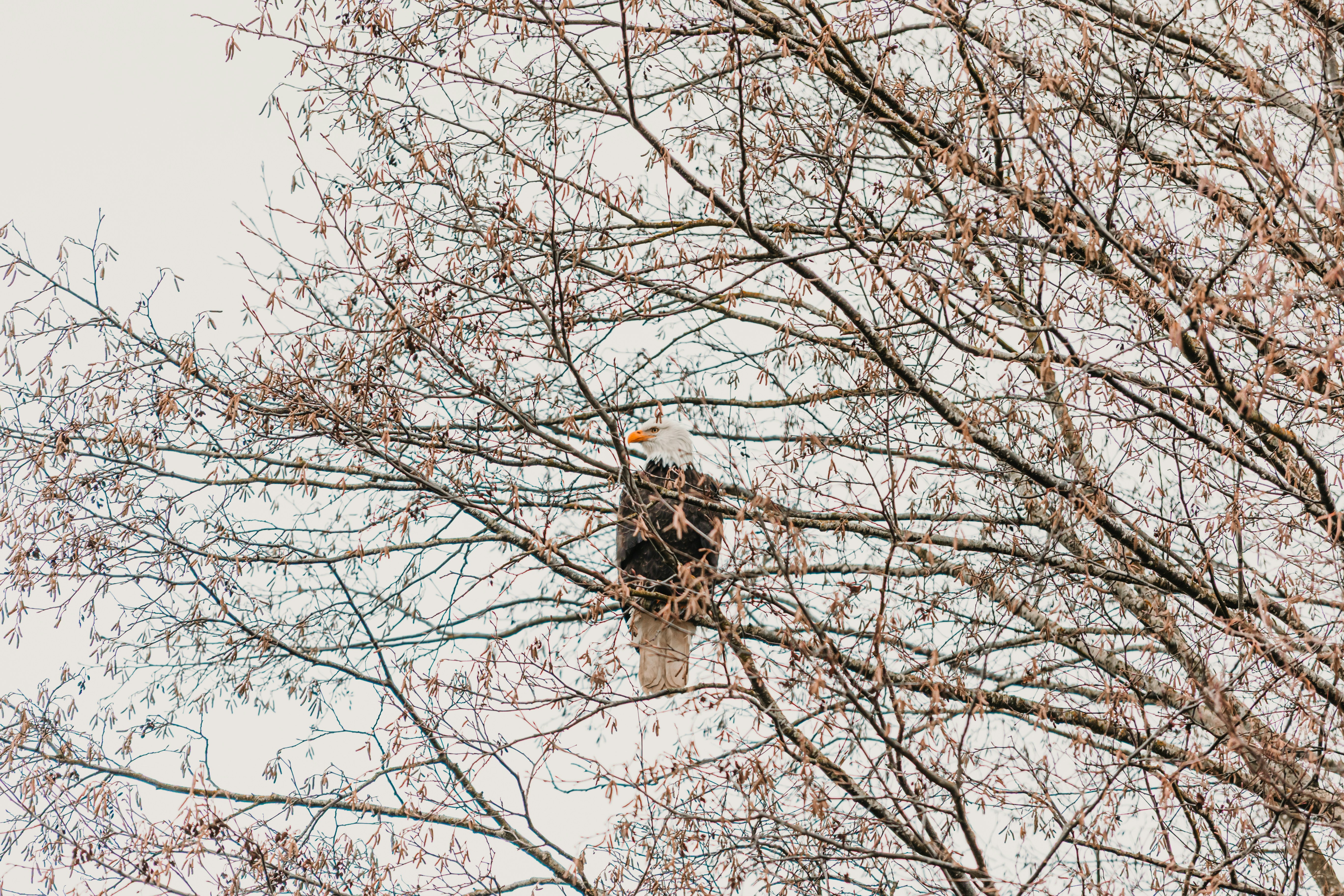 Winter Sentinel: A lone bird Amidst Echoing Branches