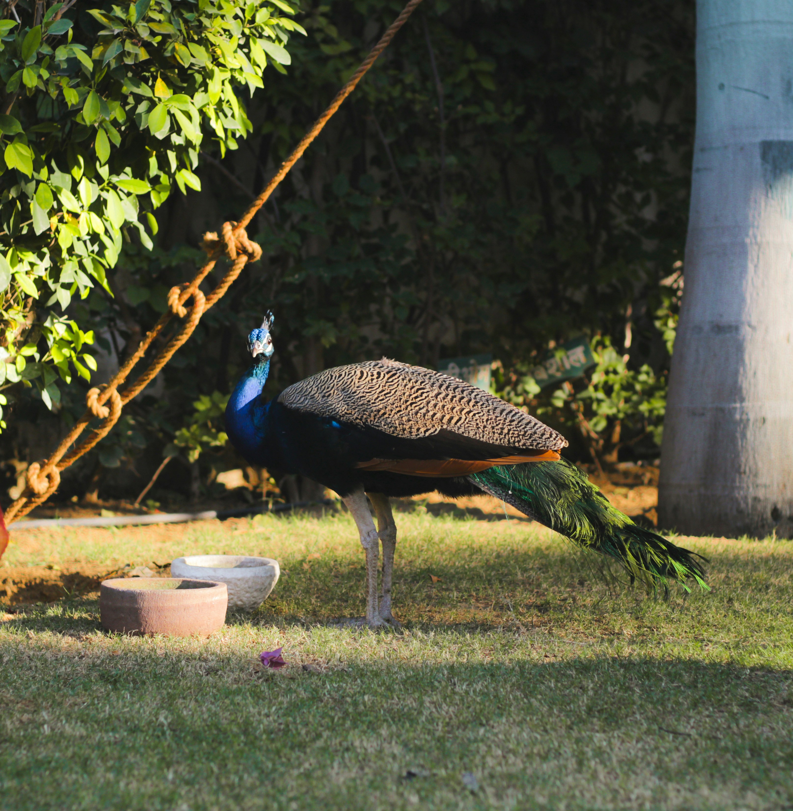 Peacock in Quiet Shade by Garden Fence