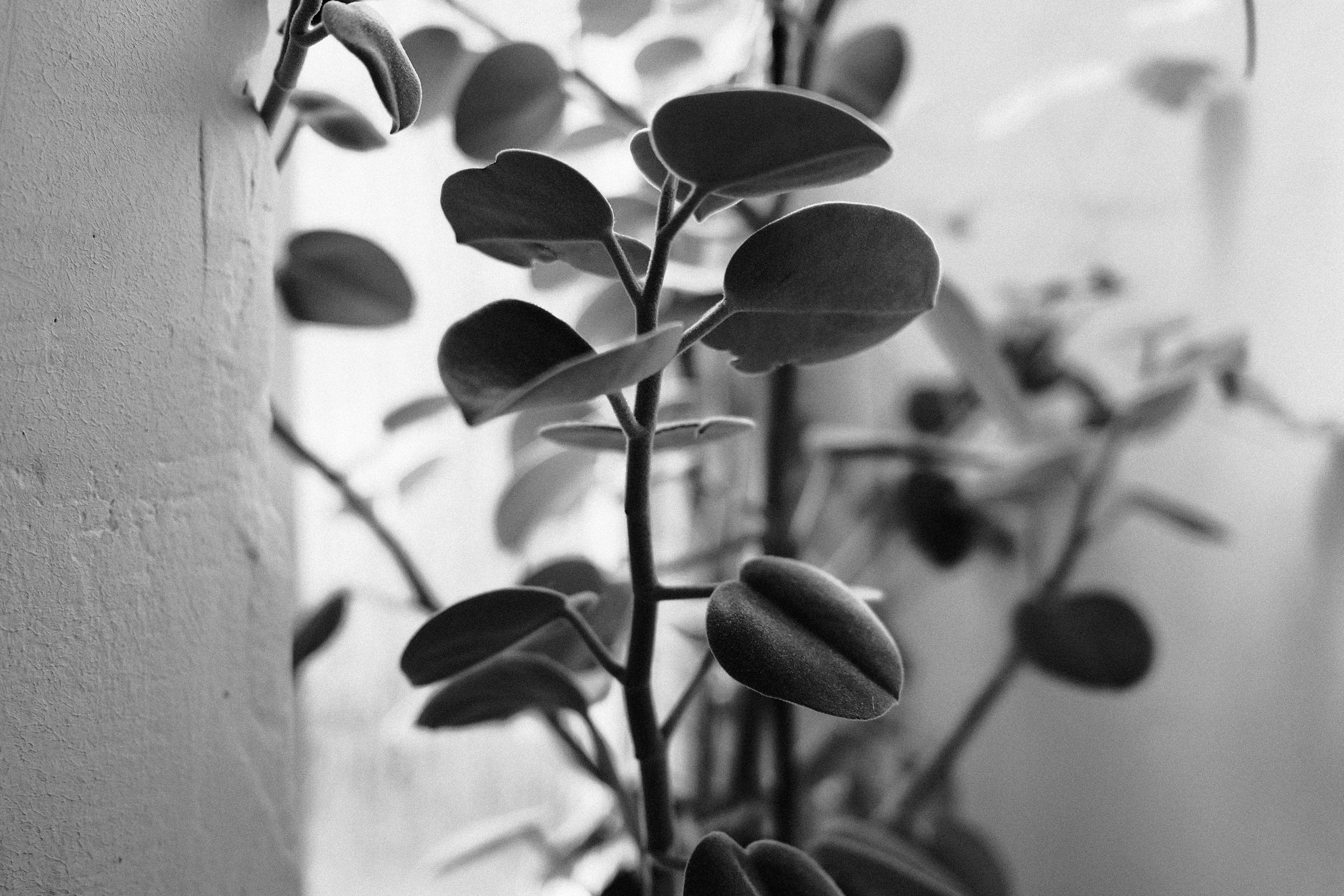 Midnight Greenery: A Quiet Climb of Leaves by the Wall