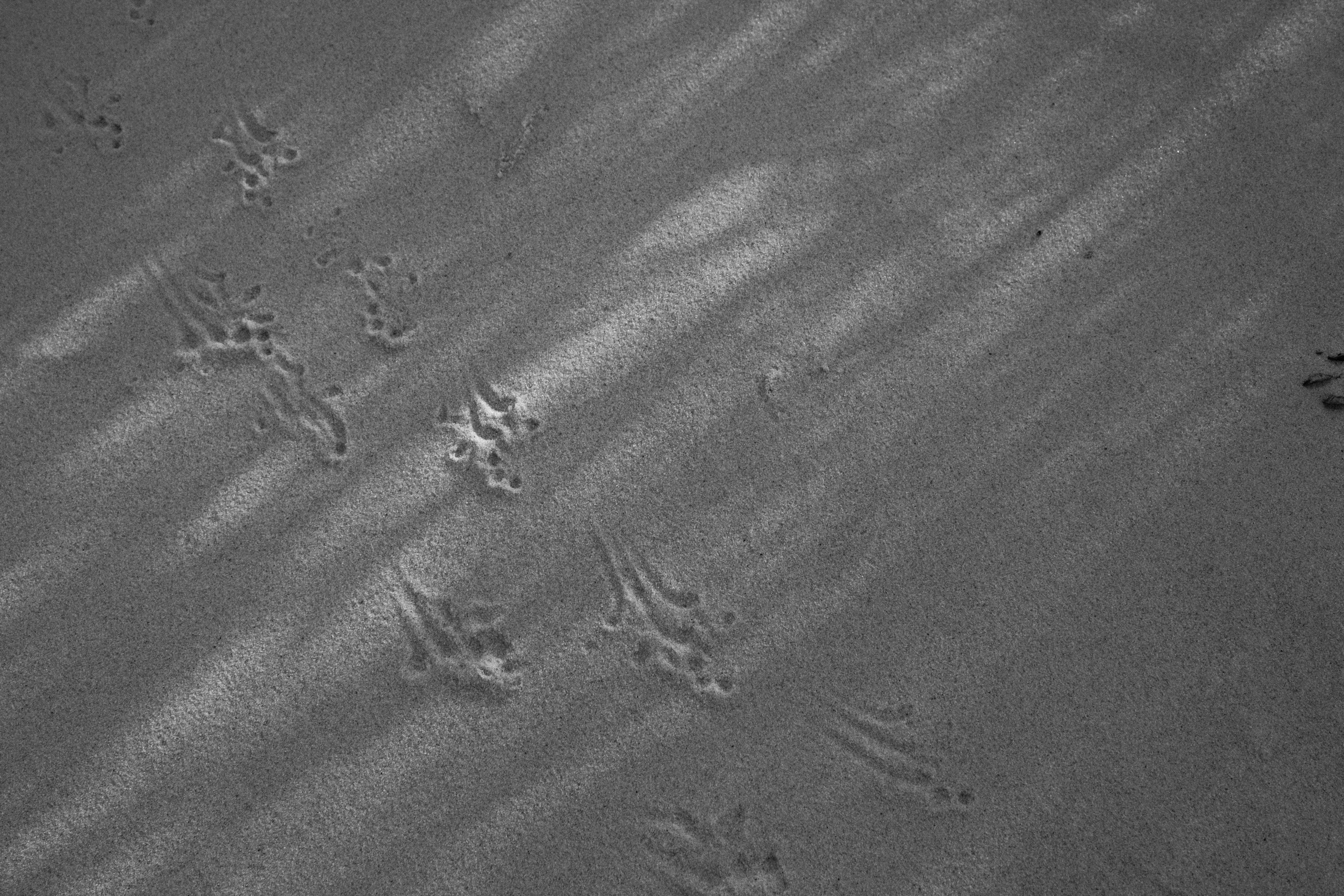Footprints in Quiet Sand: Subtle TracksUnearthed