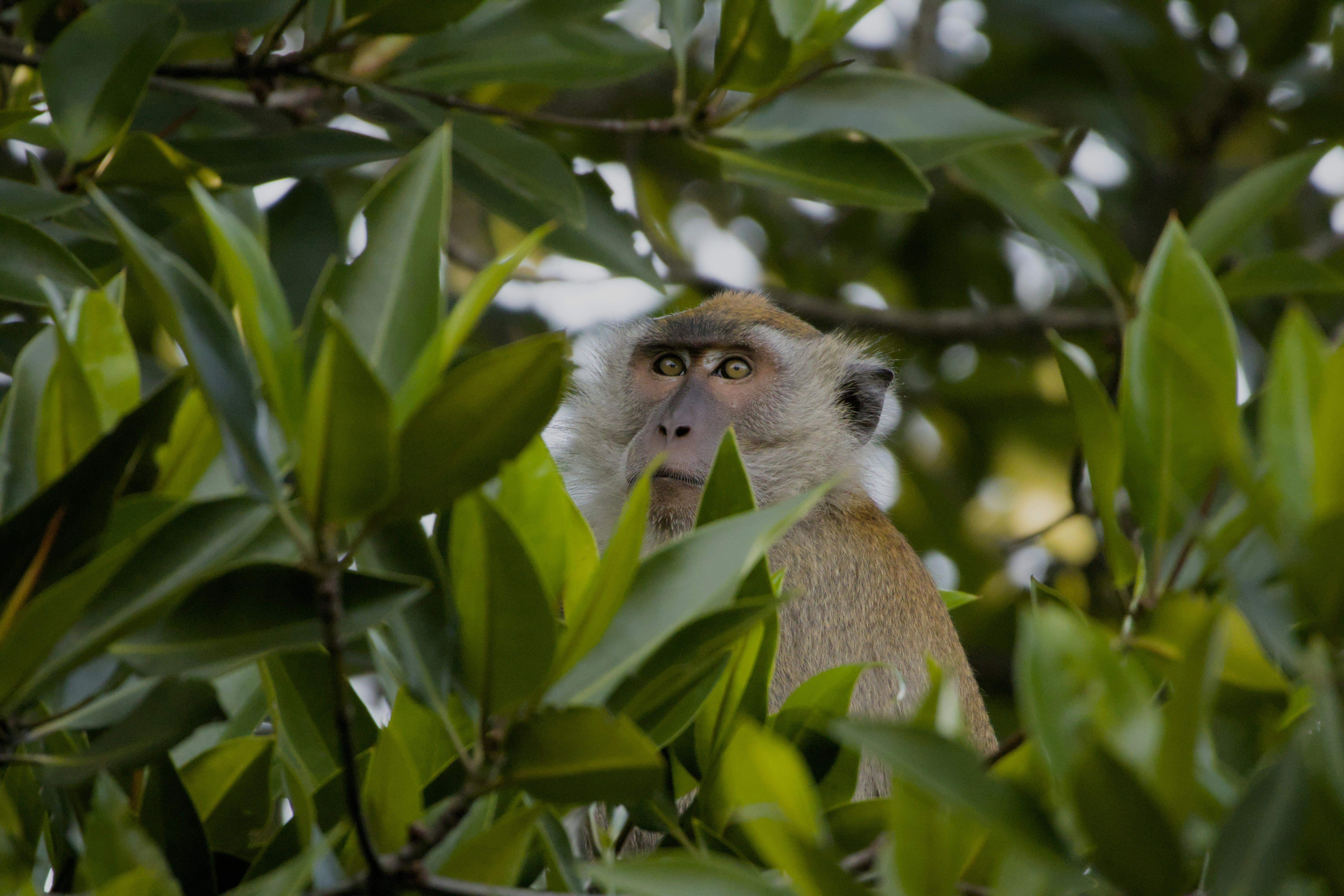 Hidden Gaze: A Monkey’s Quiet Watch from the Leafy Veil