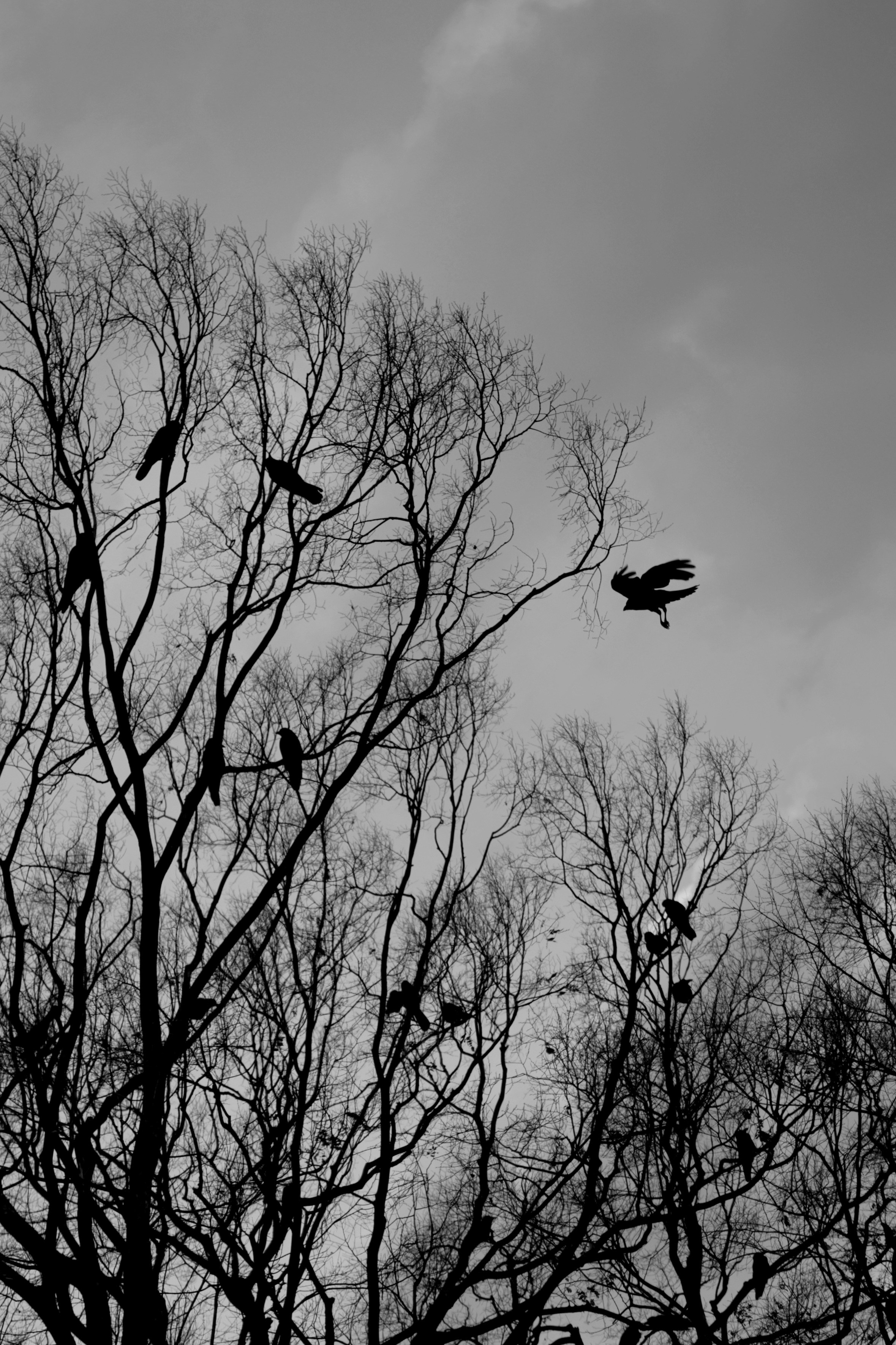 Silhouetted Ravens in a Leafless Twilight Sky