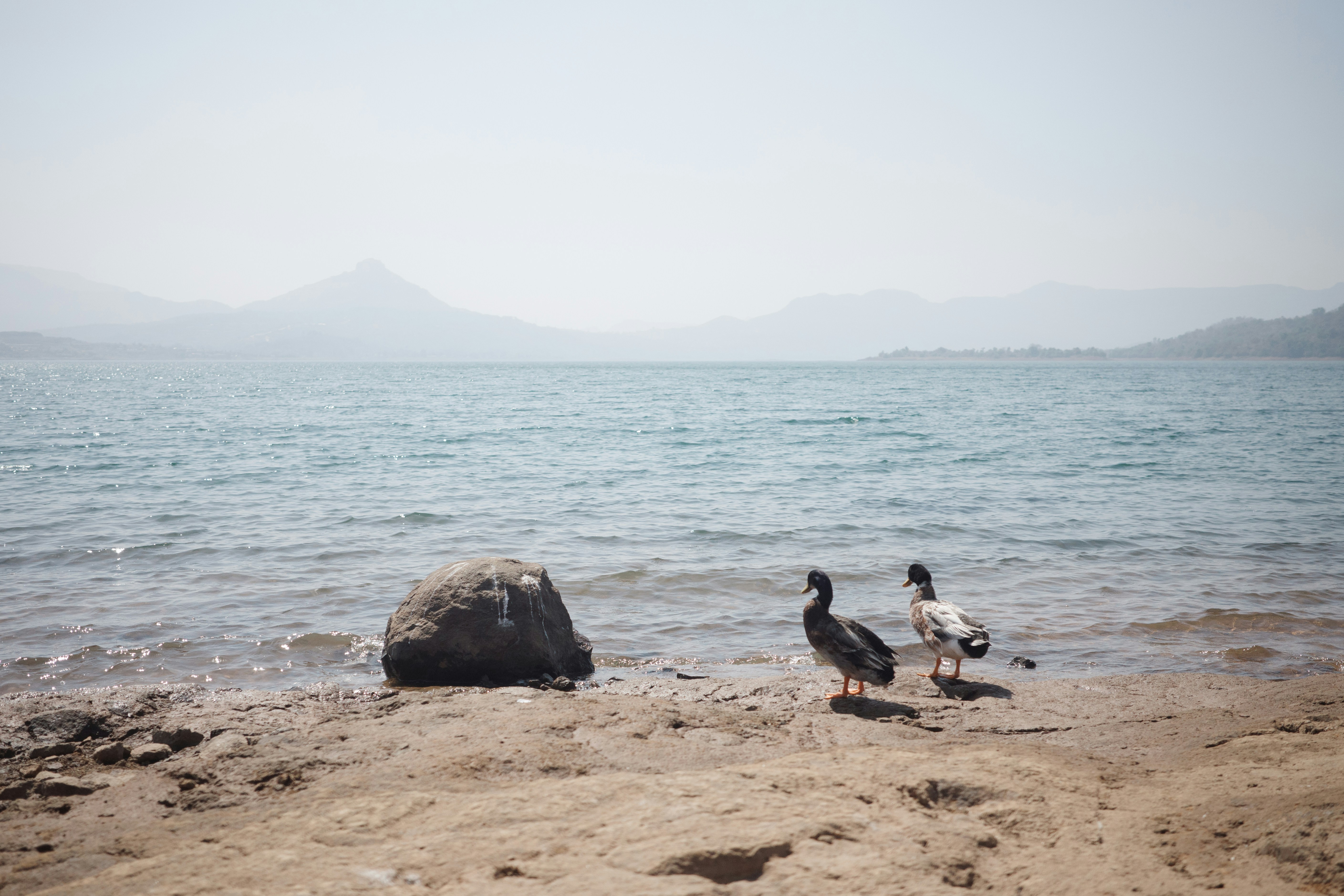 Two shorebirds by a tranquil lake under a distant, hazy horizon