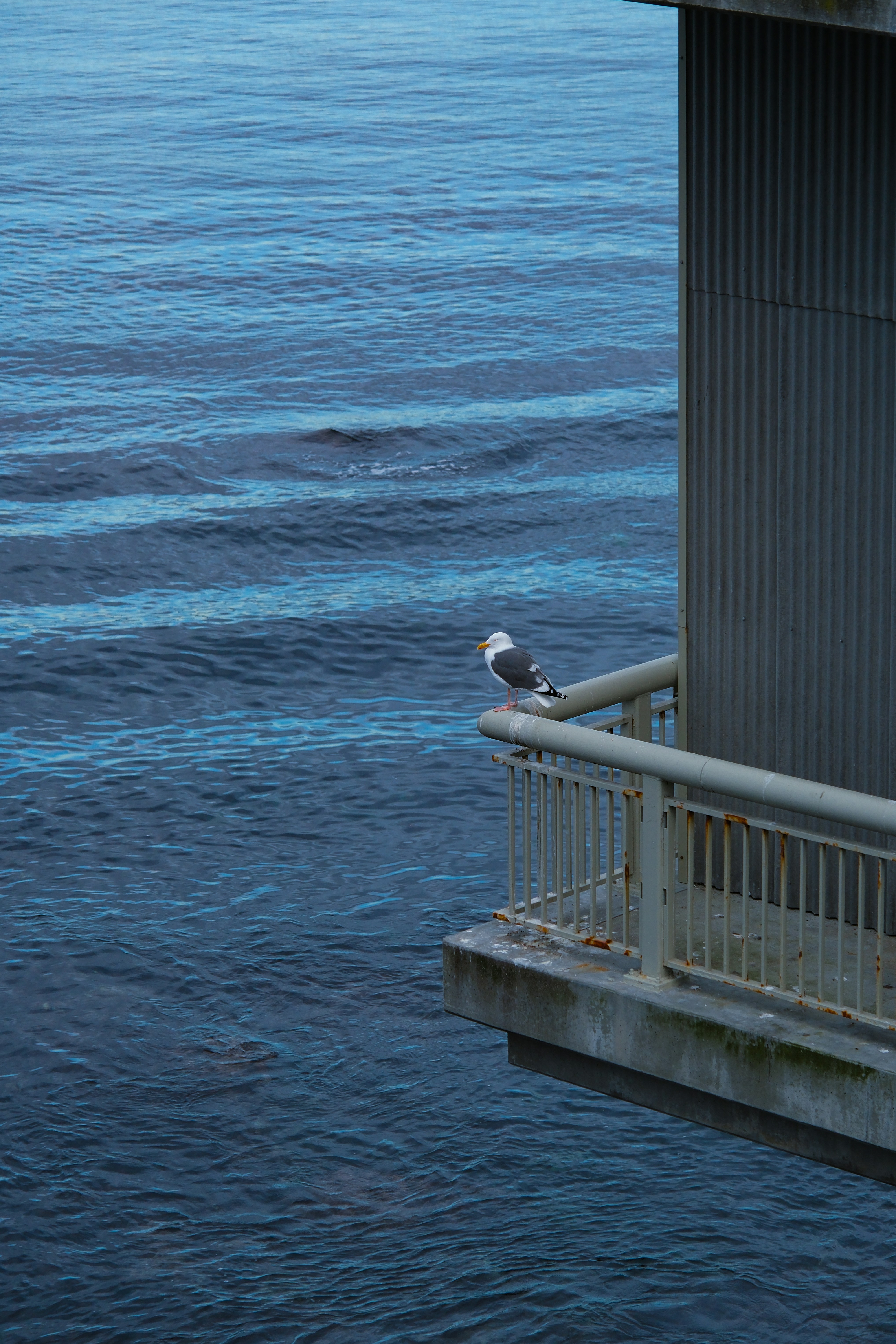 Seagull Watcher by the Edge