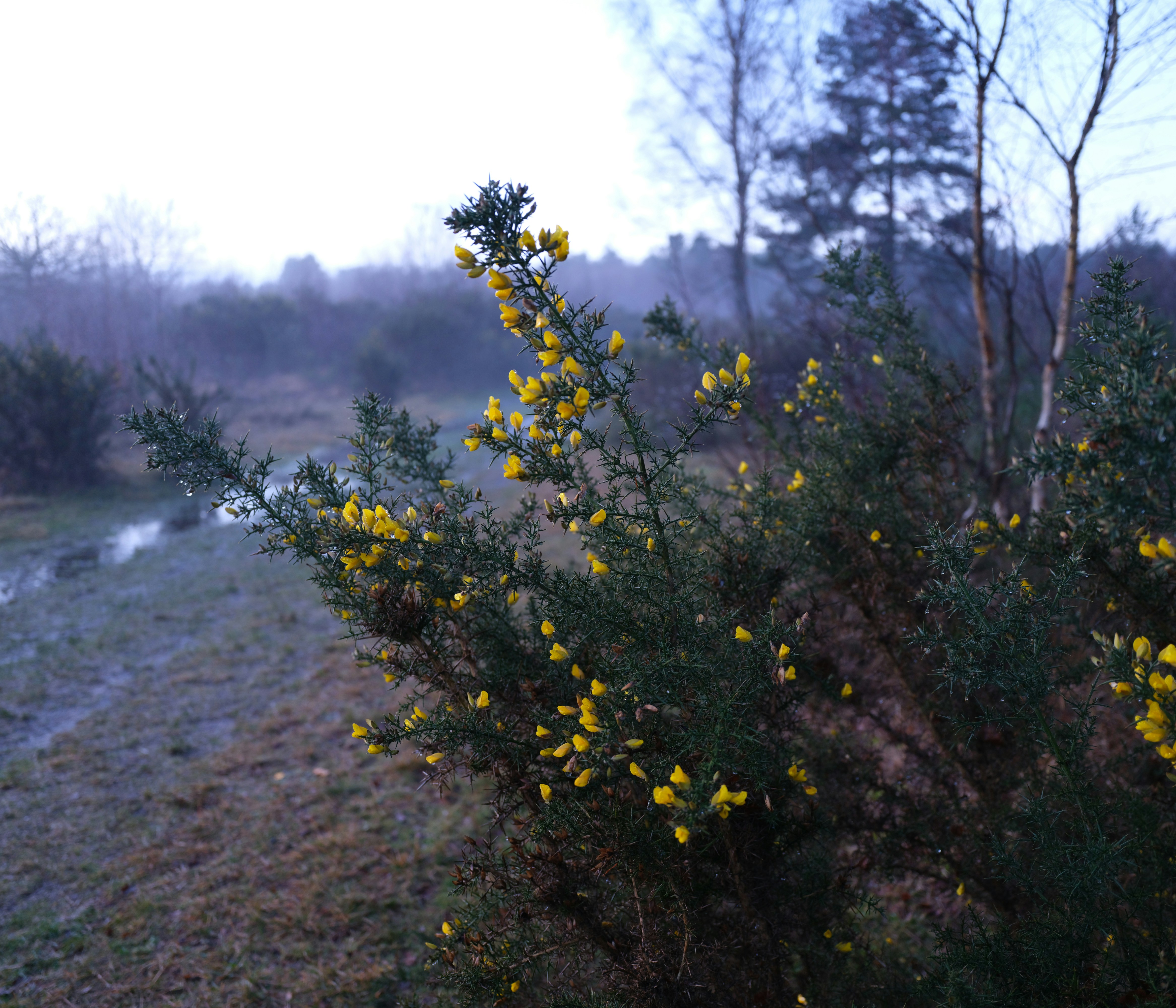 Yellow-flowered shrub in a frosty landscape