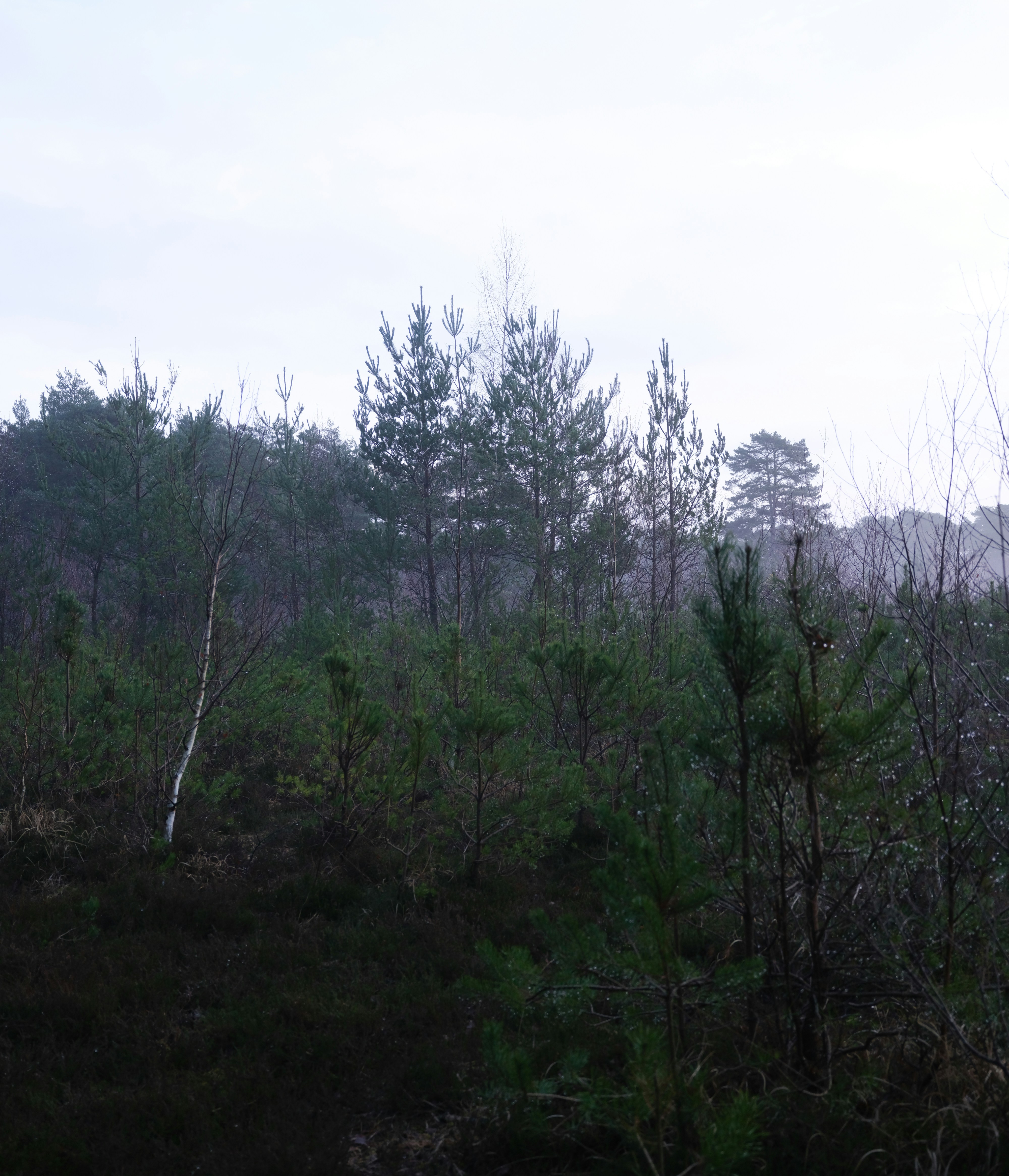 Mist-Soft Pines Over a Quiet Moor