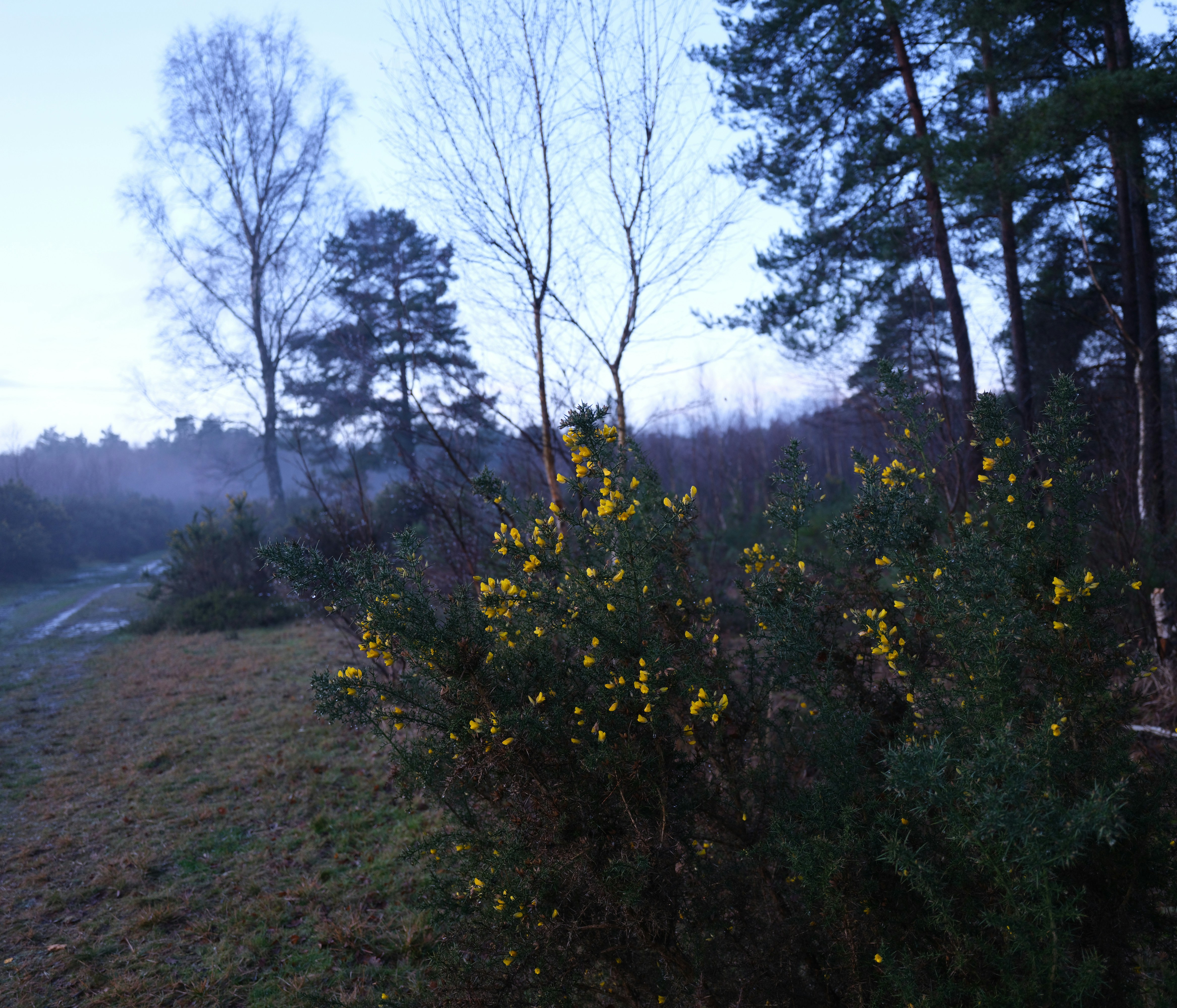 Yellow blooms in a quiet dawn woodland