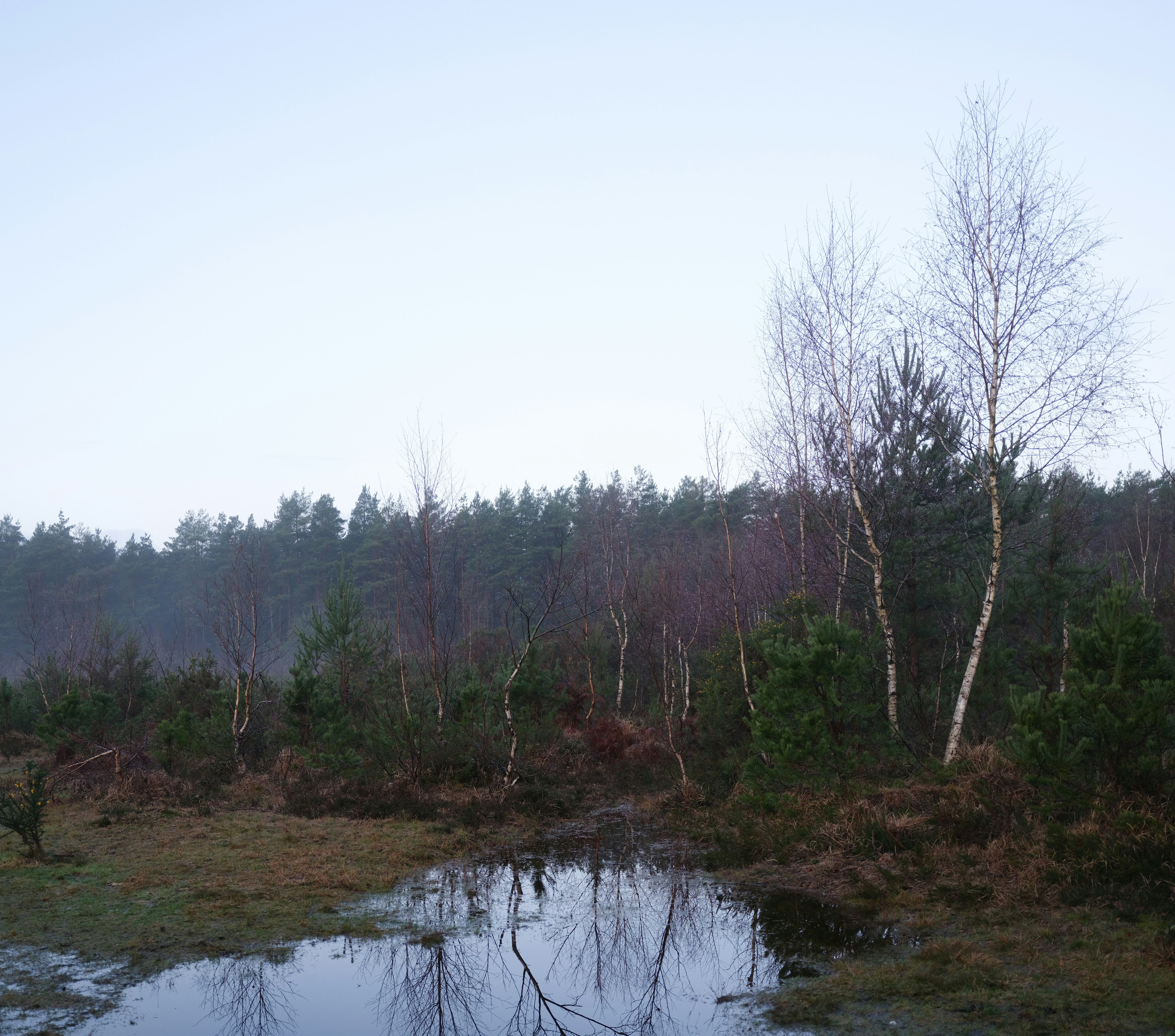A small puddle reflects trees in a misty forest.