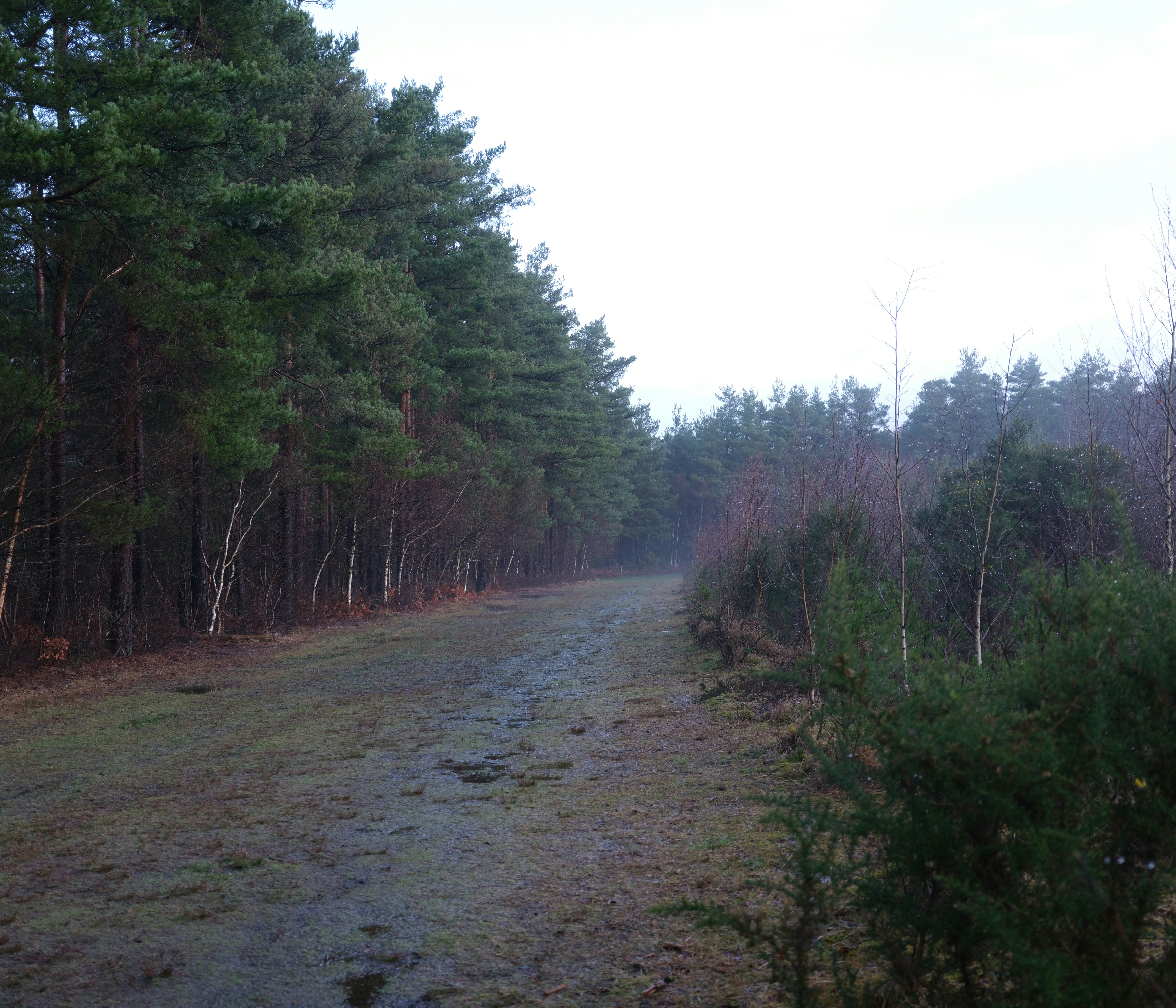Forest Path Emerging Through Mist