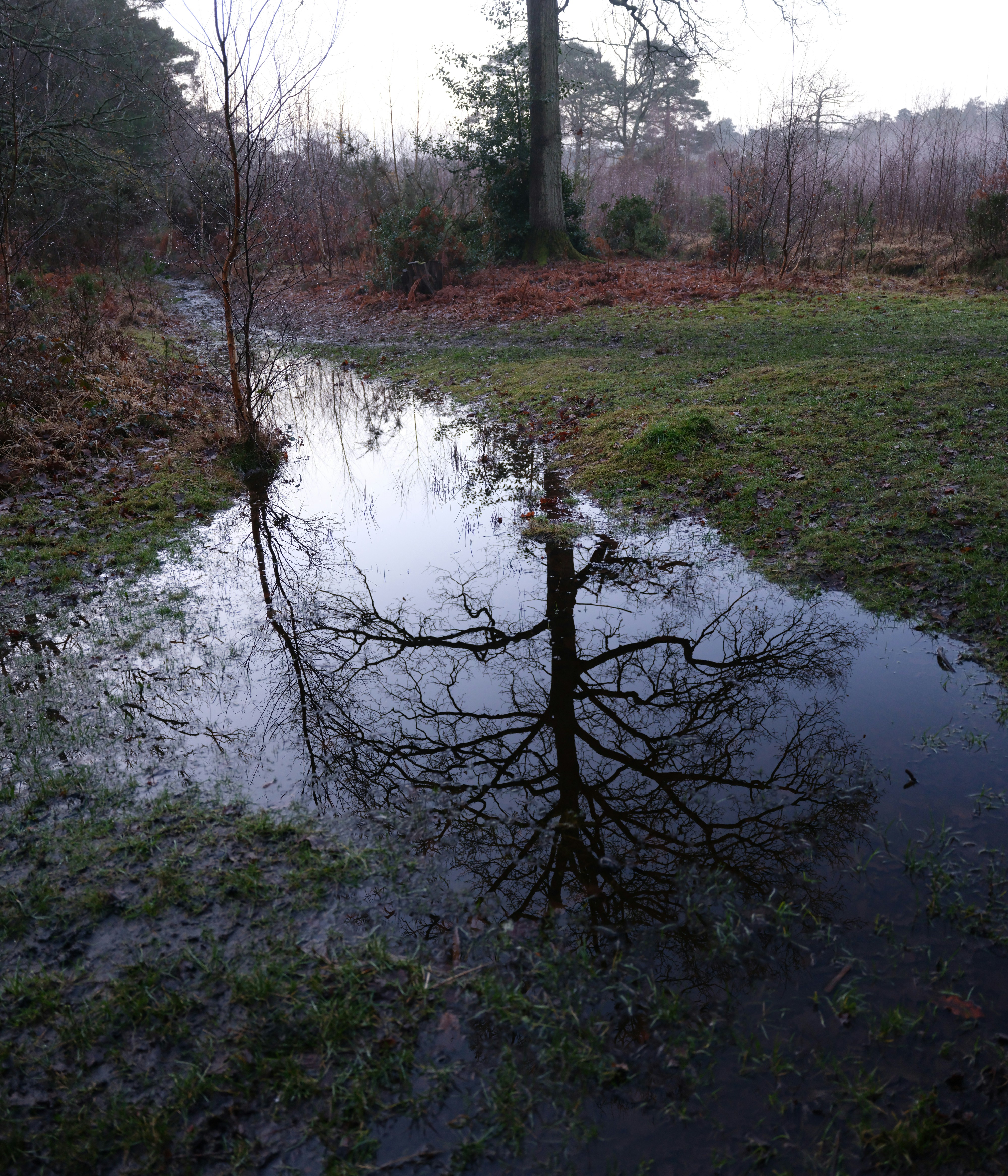 Mirror of bare trees: a quiet creek reflects a winter sky
