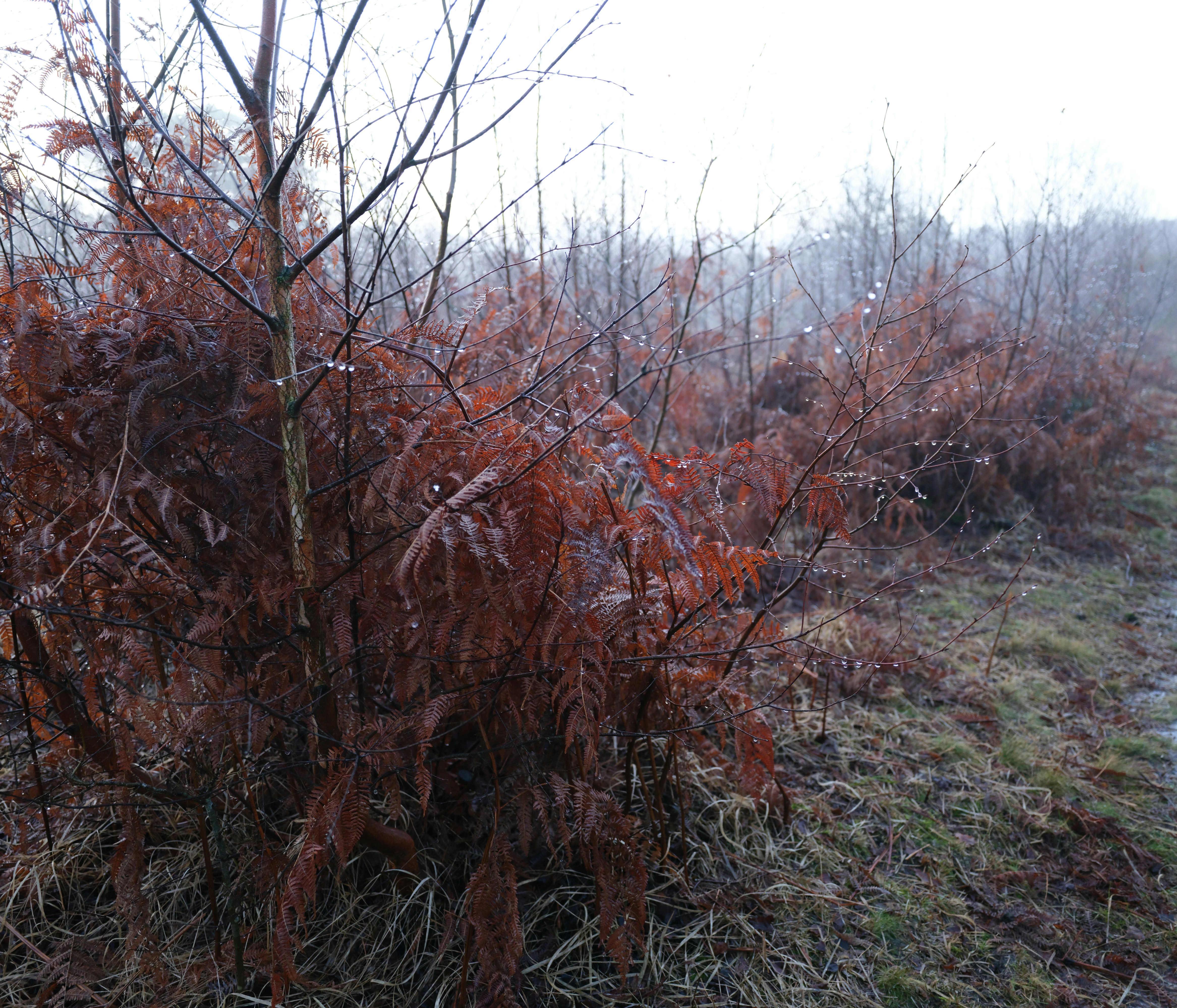 Winter Ferns in a Misty Orchard Row