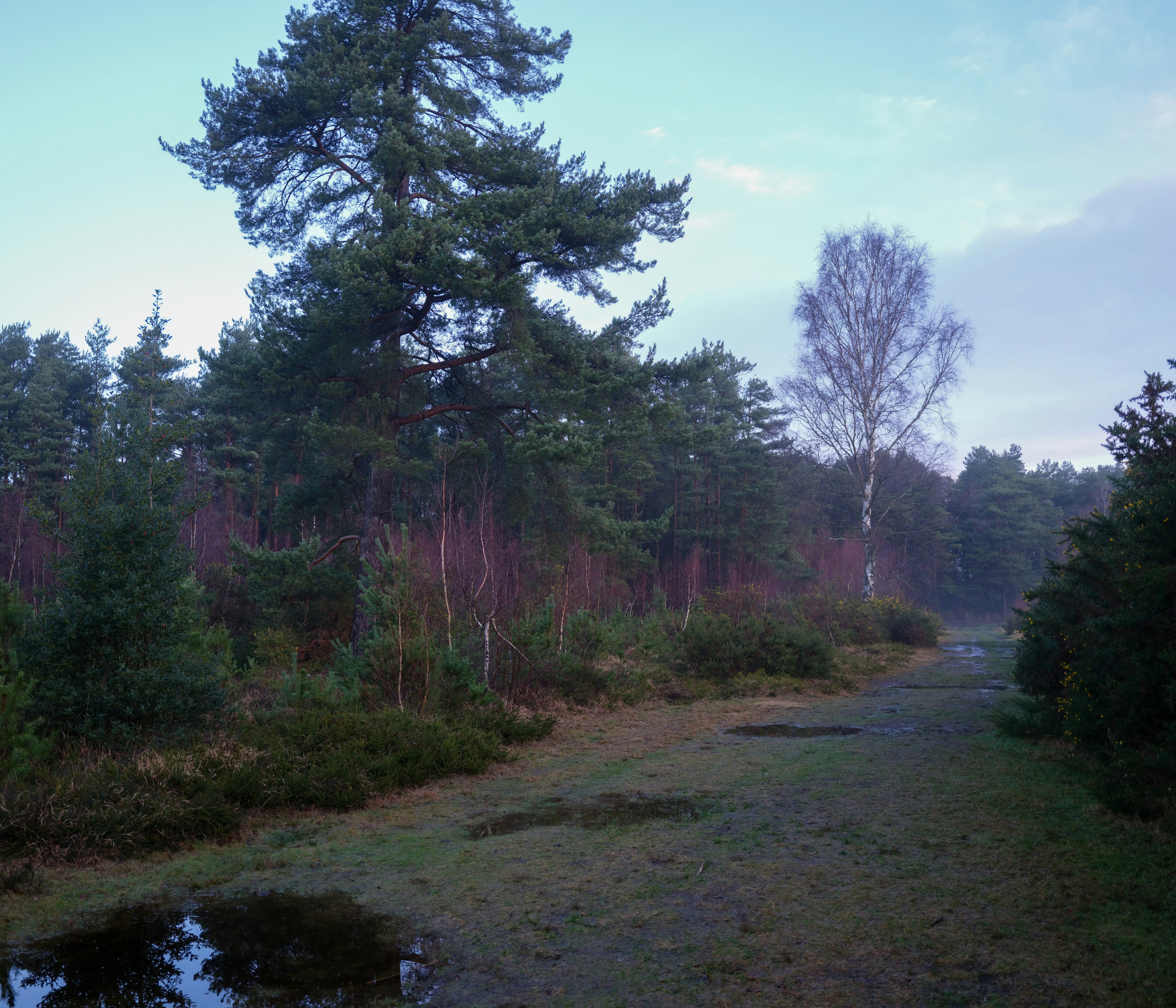 Misted Path Through a Pine-Dusted Moor
