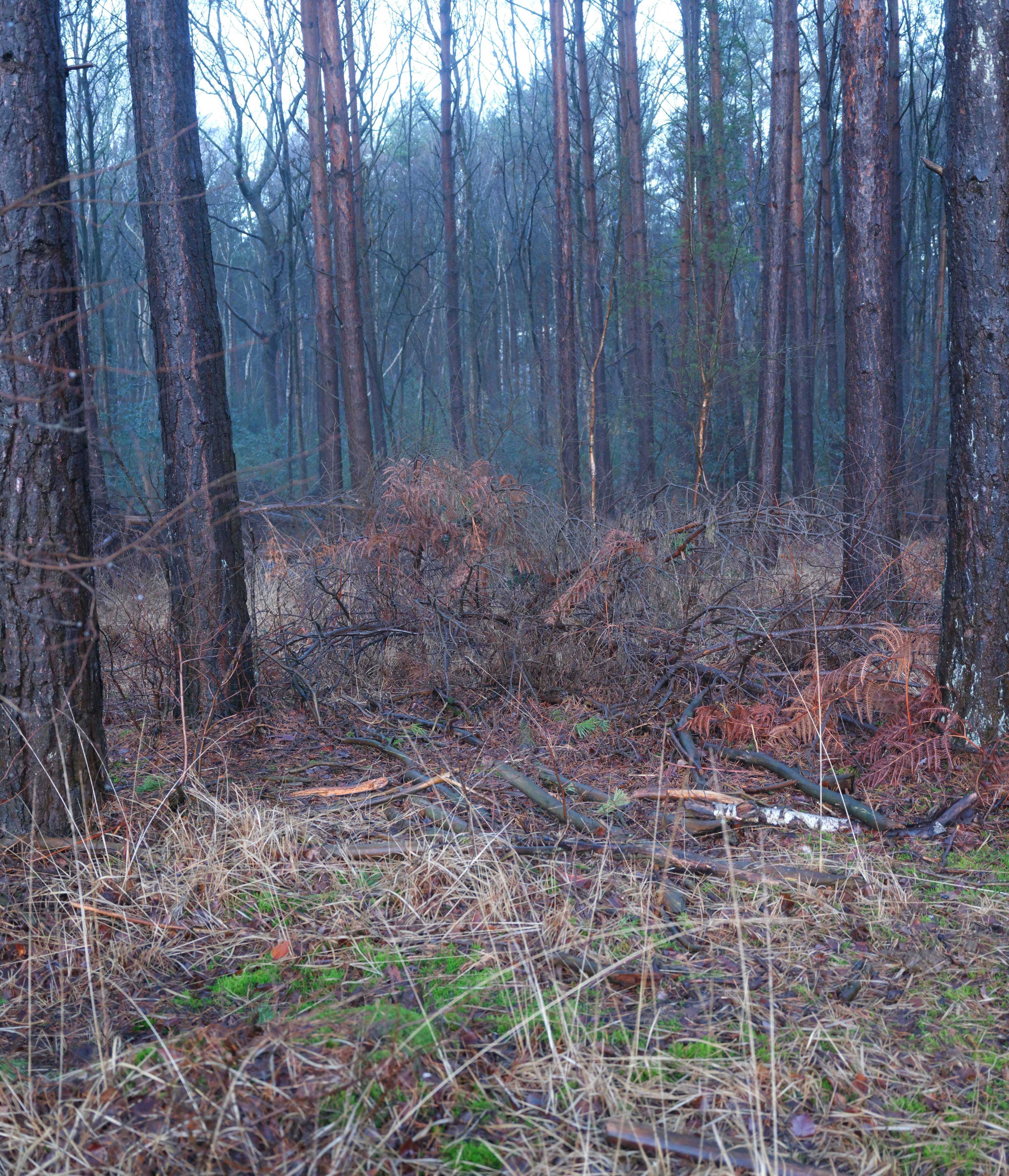 Quiet Pines After the Wind
